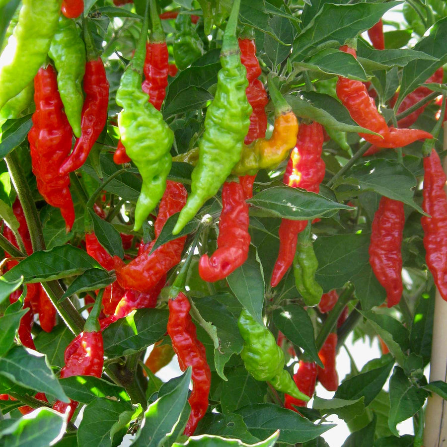Chilli Pepper Seeds 'Fruity Volcano' | Buy Chilli Pepper Seeds Online ...