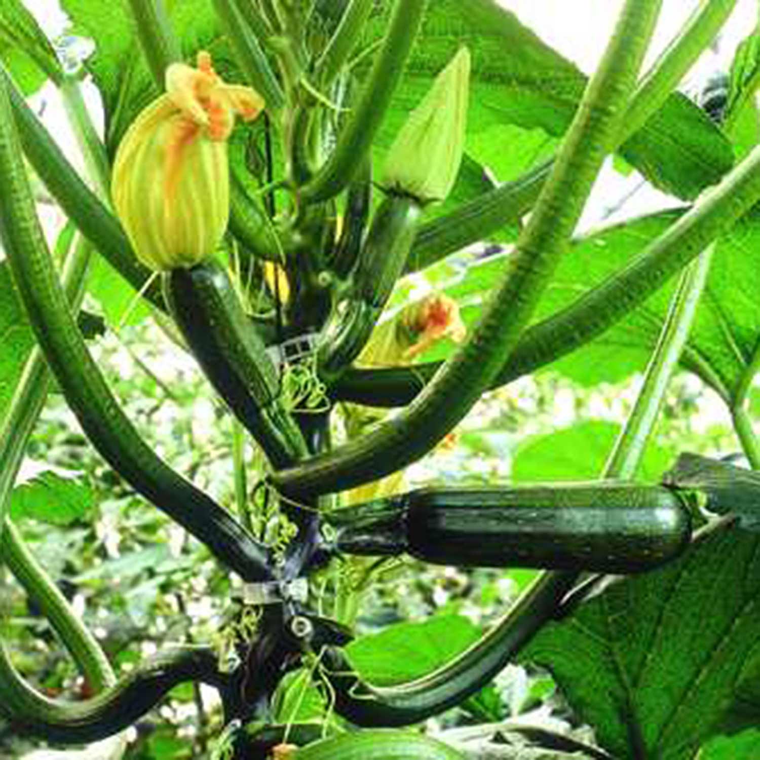 Courgette Seeds 'Black Forest' F1 | Buy Courgette Seeds Online ...