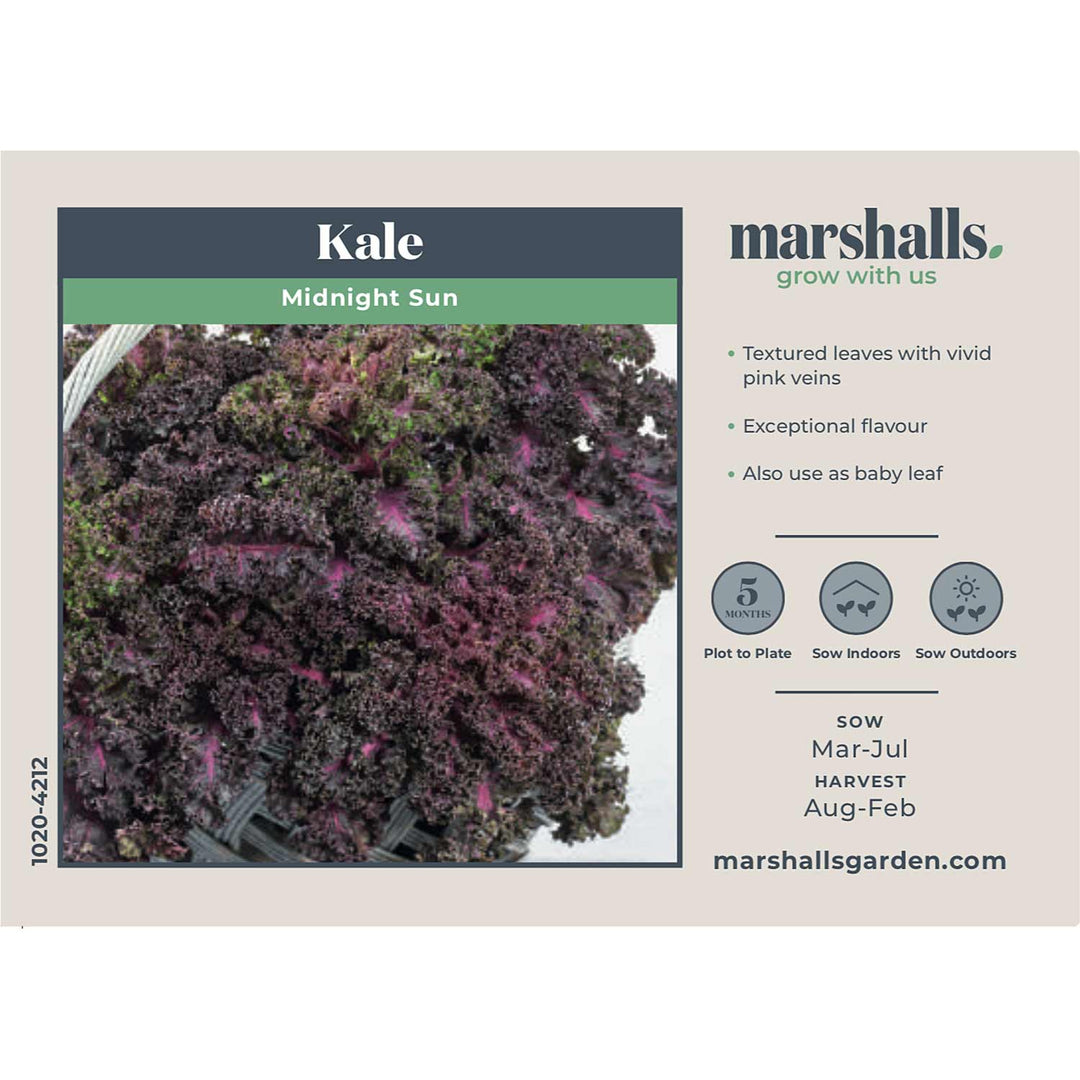Kale Seeds 'Midnight Sun' | Buy Kale Seeds Online | Kale Seeds for Sale ...