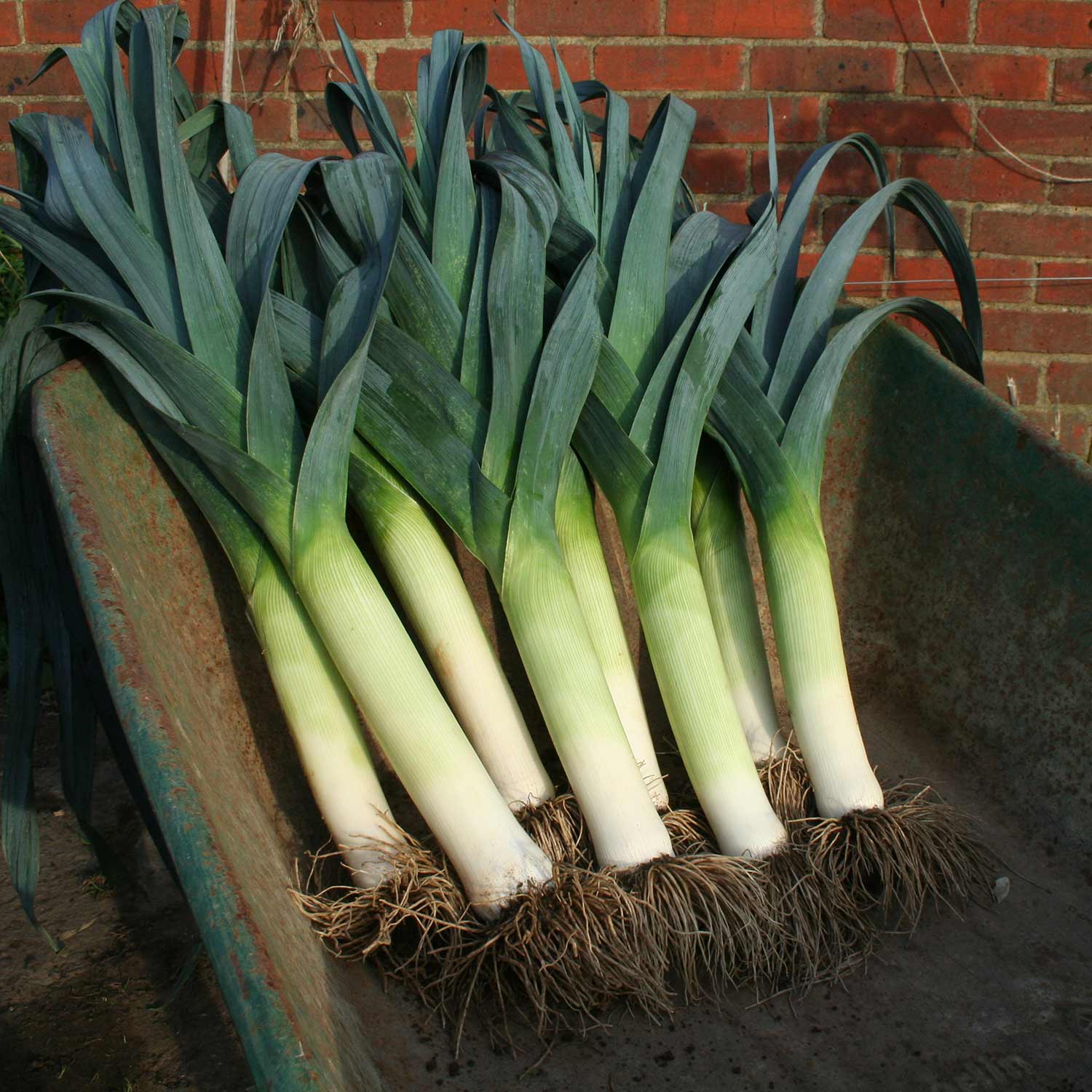Leek Seeds 'Lanc' F1 | Buy Leek Seeds Online | Leek Seeds for Sale ...