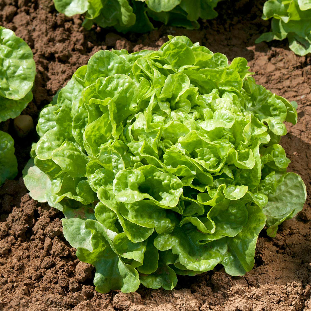 Lettuce Seeds 'Kyrio' | Buy Lettuce Seeds Online | Lettuce Seeds for ...