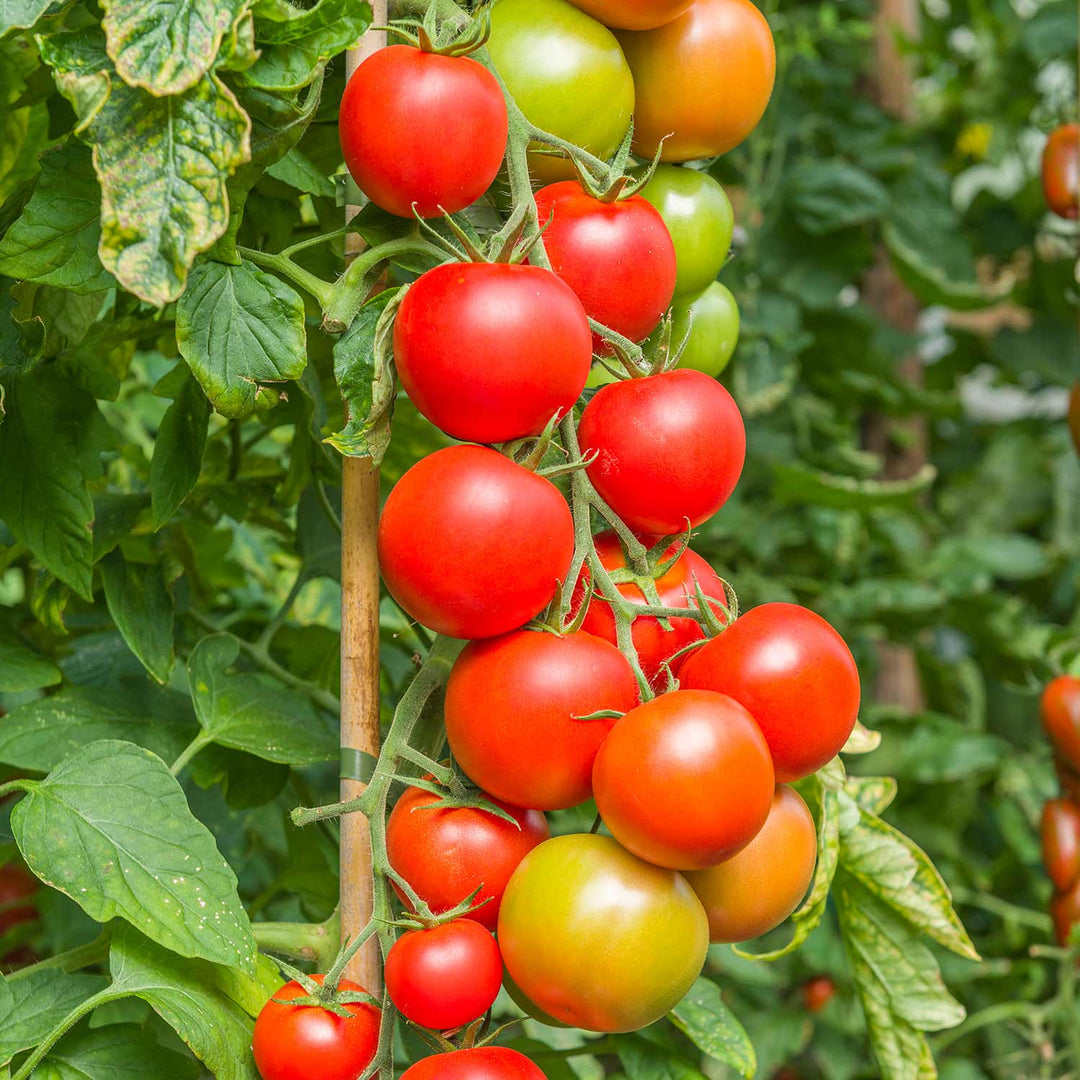 Cordon Tomato Seeds 'Maisey' F1 | Buy Cordon Tomato Seeds Online ...