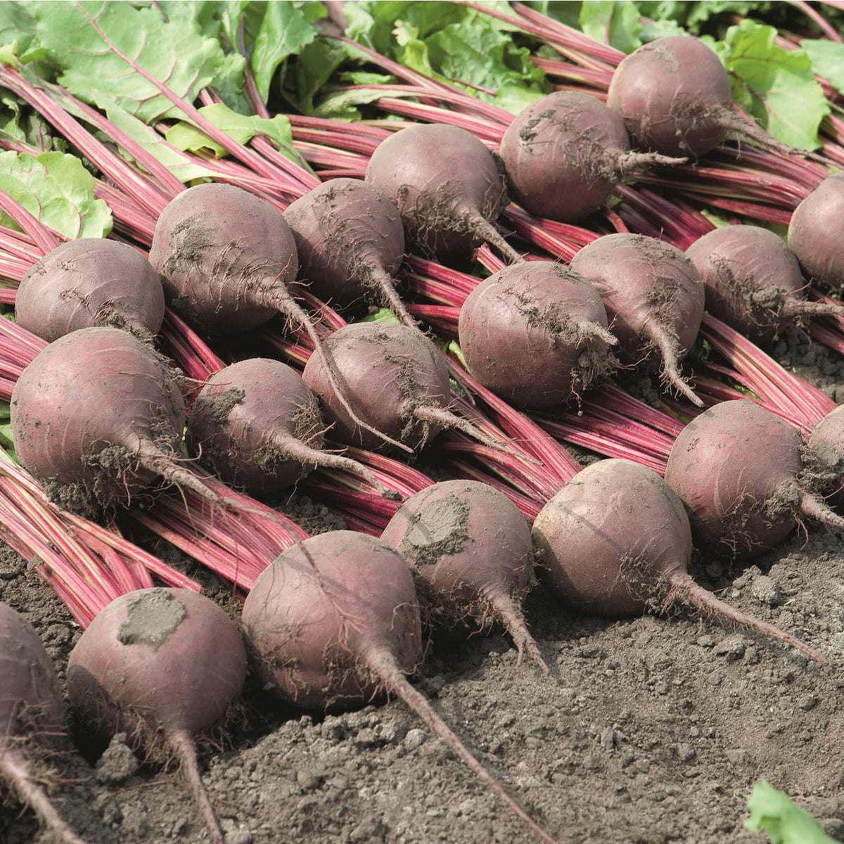 Beetroot Seeds 'Bettollo' F1 | Buy Beetroot Seeds Online | Beetroot ...