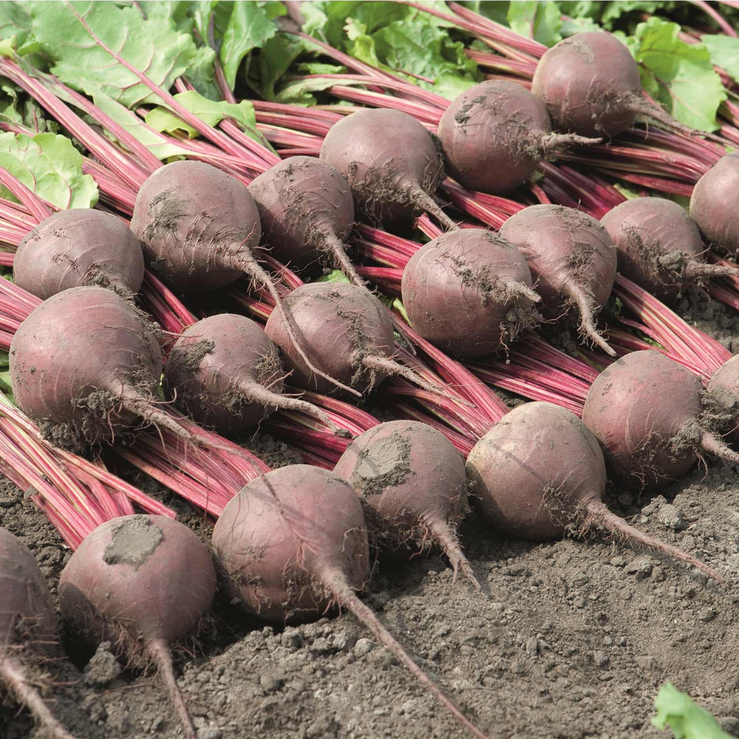 Beetroot Seeds 'Bettollo' F1 | Buy Beetroot Seeds Online | Beetroot ...