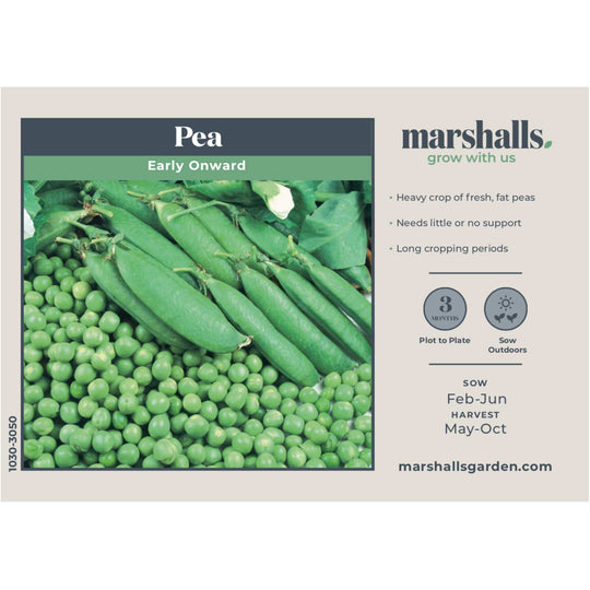 Pea Seeds 'Early Onward' | Buy Pea Seeds Online | Pea Seeds for Sale ...