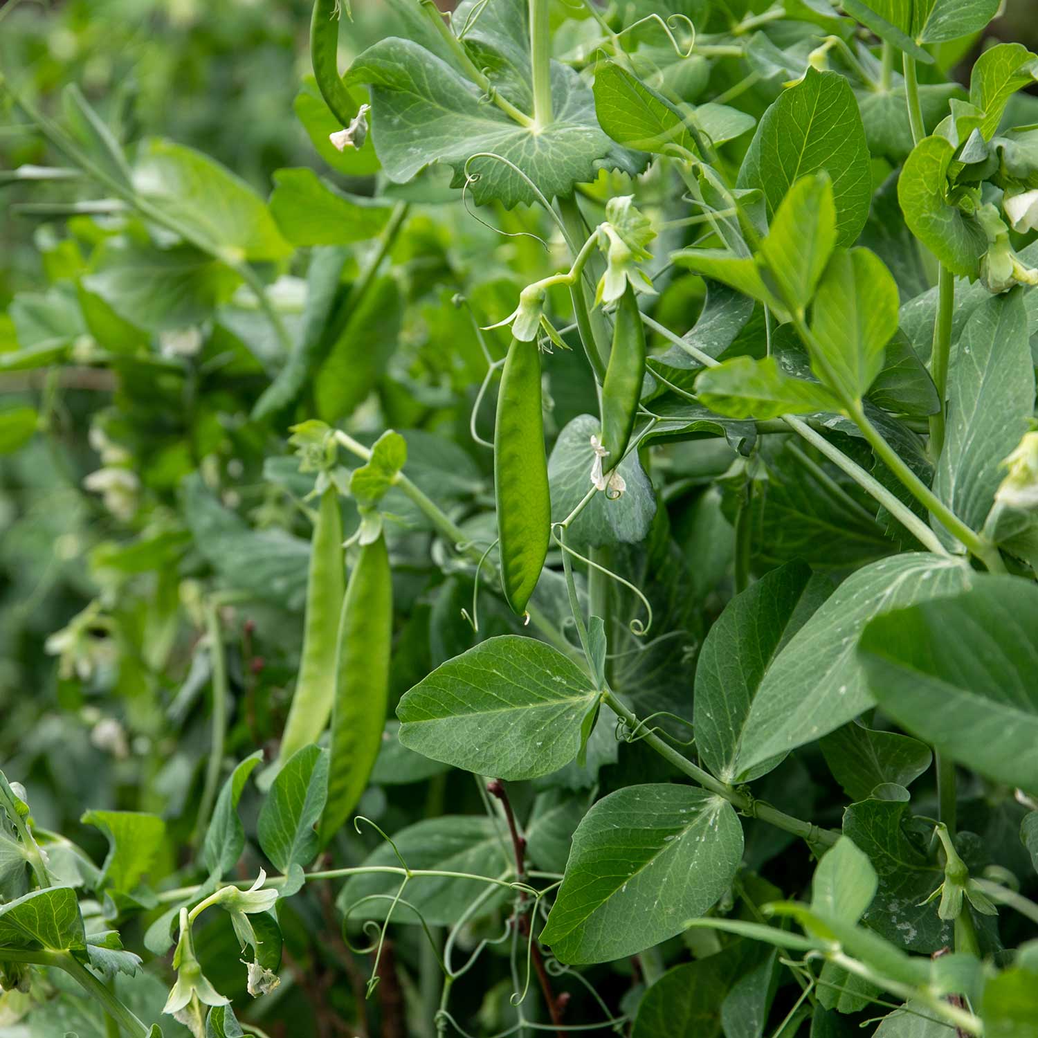 Pea Seeds 'Hurst Green Shaft' | Buy Pea Seeds Online | Pea Seeds for ...
