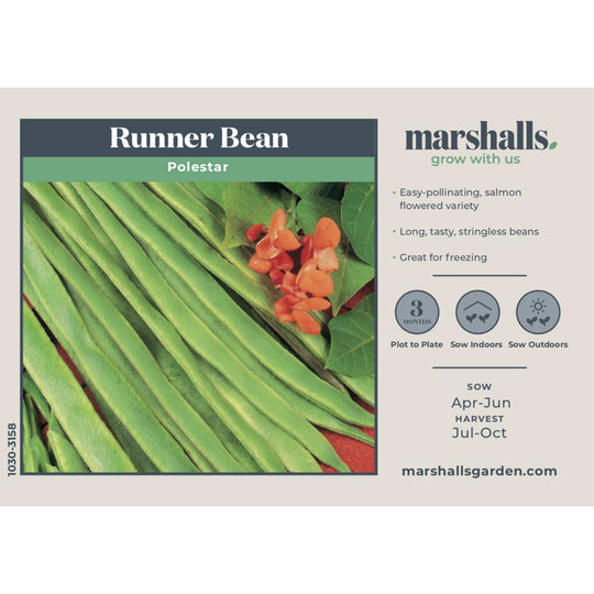 Runner Bean Seeds 'Polestar' | Buy Runner Bean Seeds Online | Runner ...