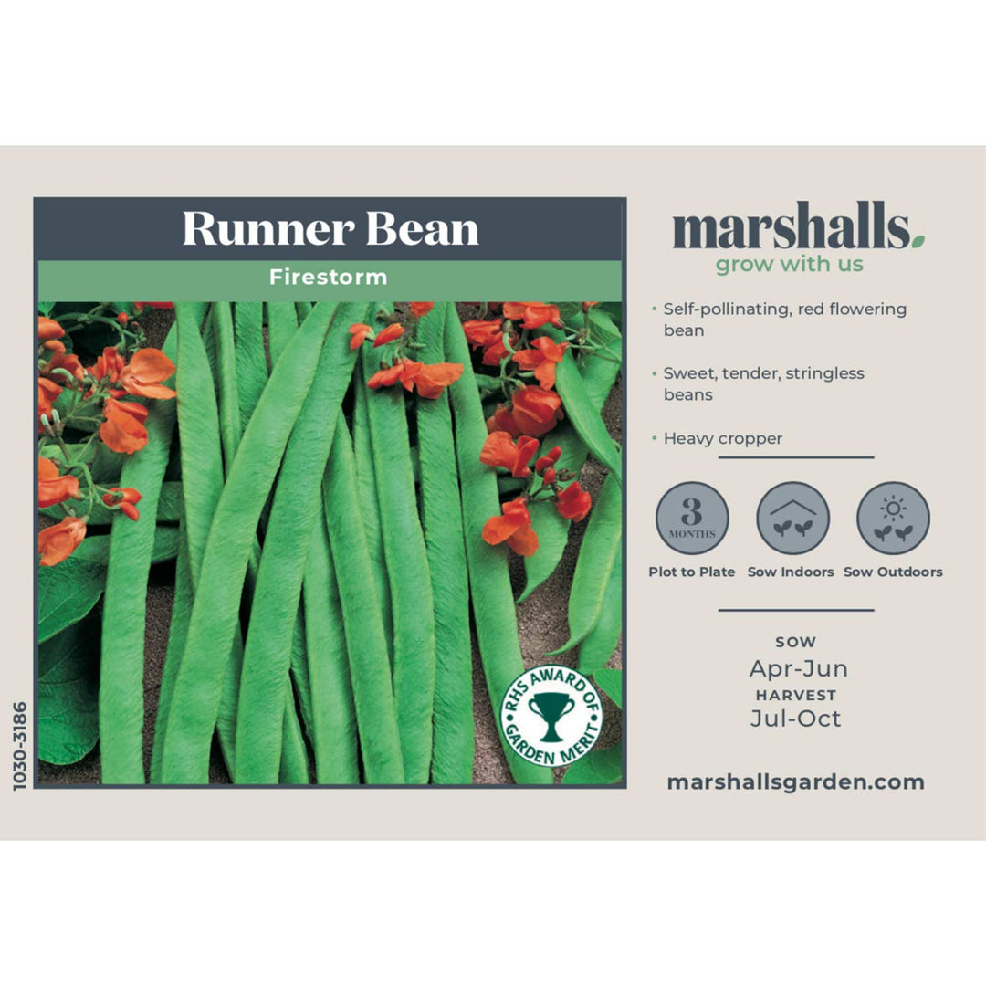 Buy Runner Bean Firestorm Seeds online | Marshalls – Marshalls Garden