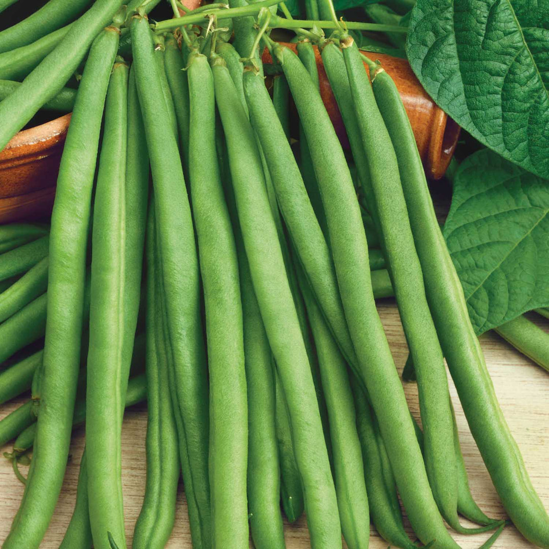 Dwarf French Bean Seeds 'Faraday' | Buy Dwarf French Bean Seeds Online ...