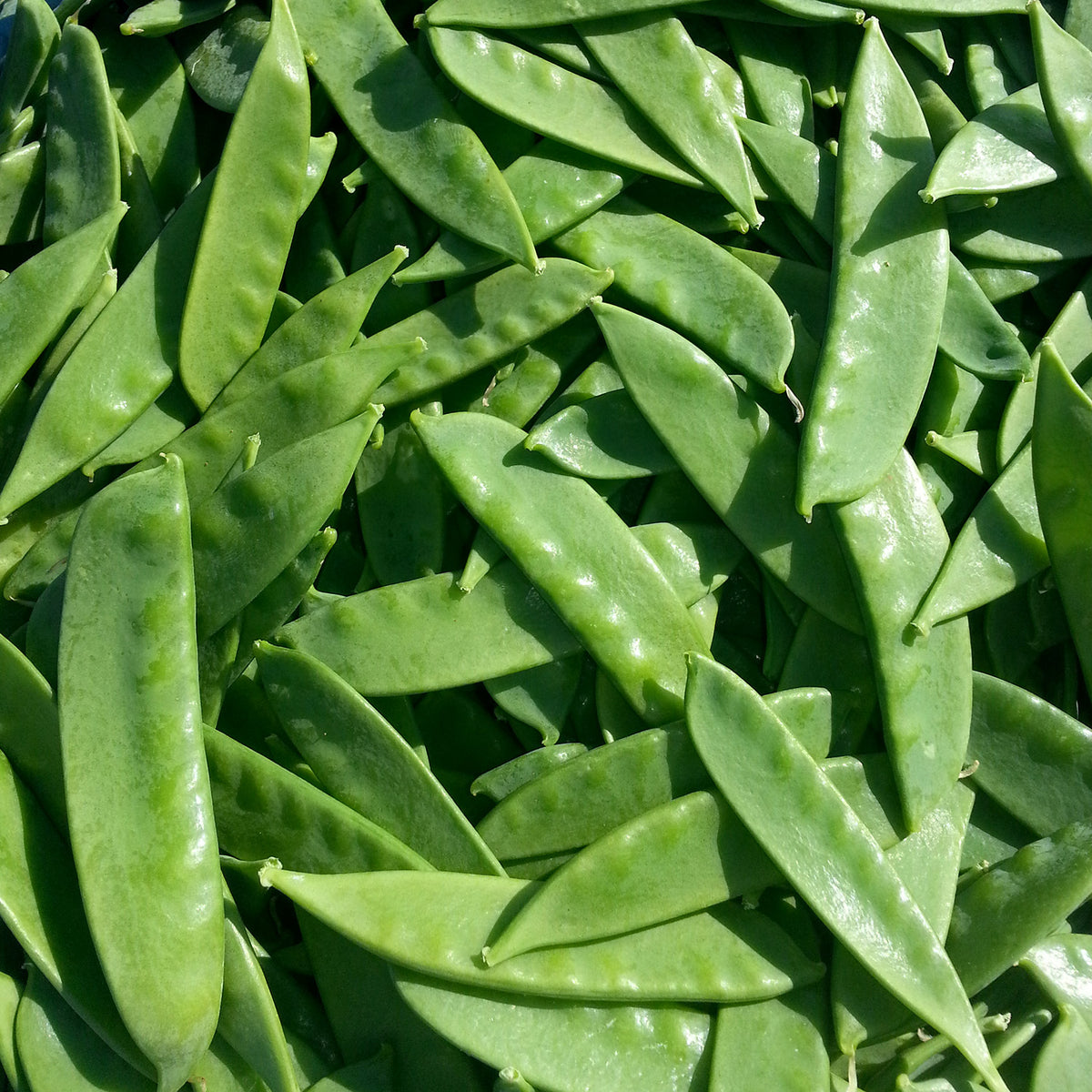 Snow Pea Seeds 'Sweet Horizon' | Buy Snow Pea Seeds Online | Snow Pea ...