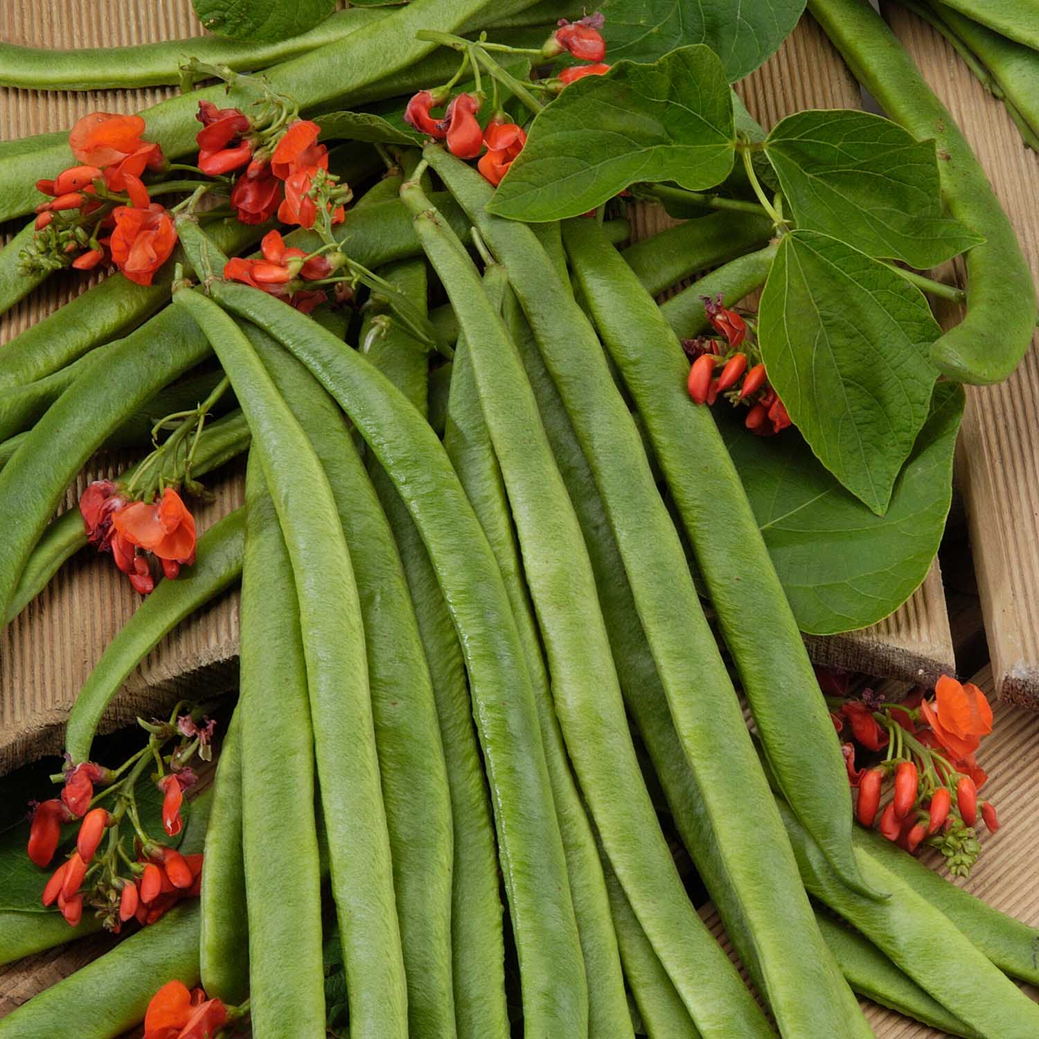 Runner Bean Seeds 'Guinness Record' | Marshalls Garden