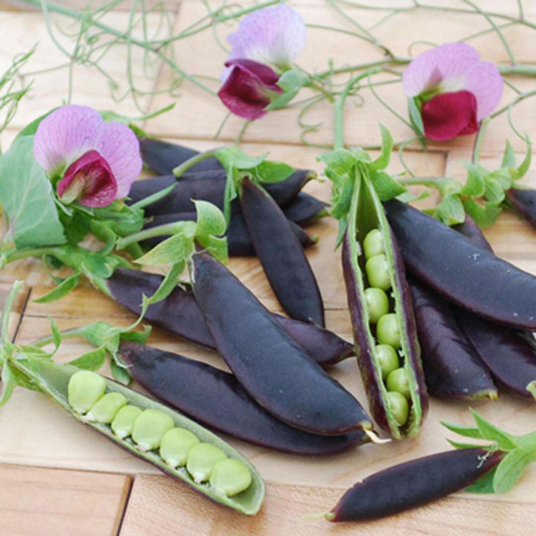 Pea Seeds 'Sugar Purple Magnolia' | Buy Pea Seeds Online | Pea Seeds ...
