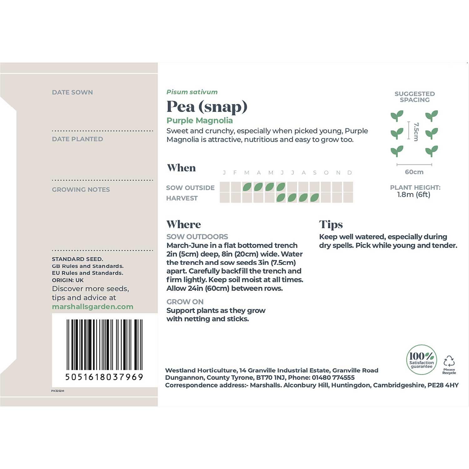 Sugar Snap Pea Seeds 'Purple Magnolia' | Buy Sugar Snap Seeds Online ...