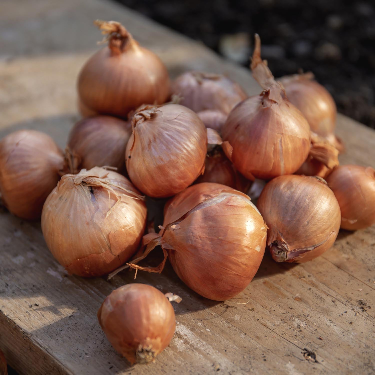 Autumn Planting Shallots Duo Pack | Marshalls Garden