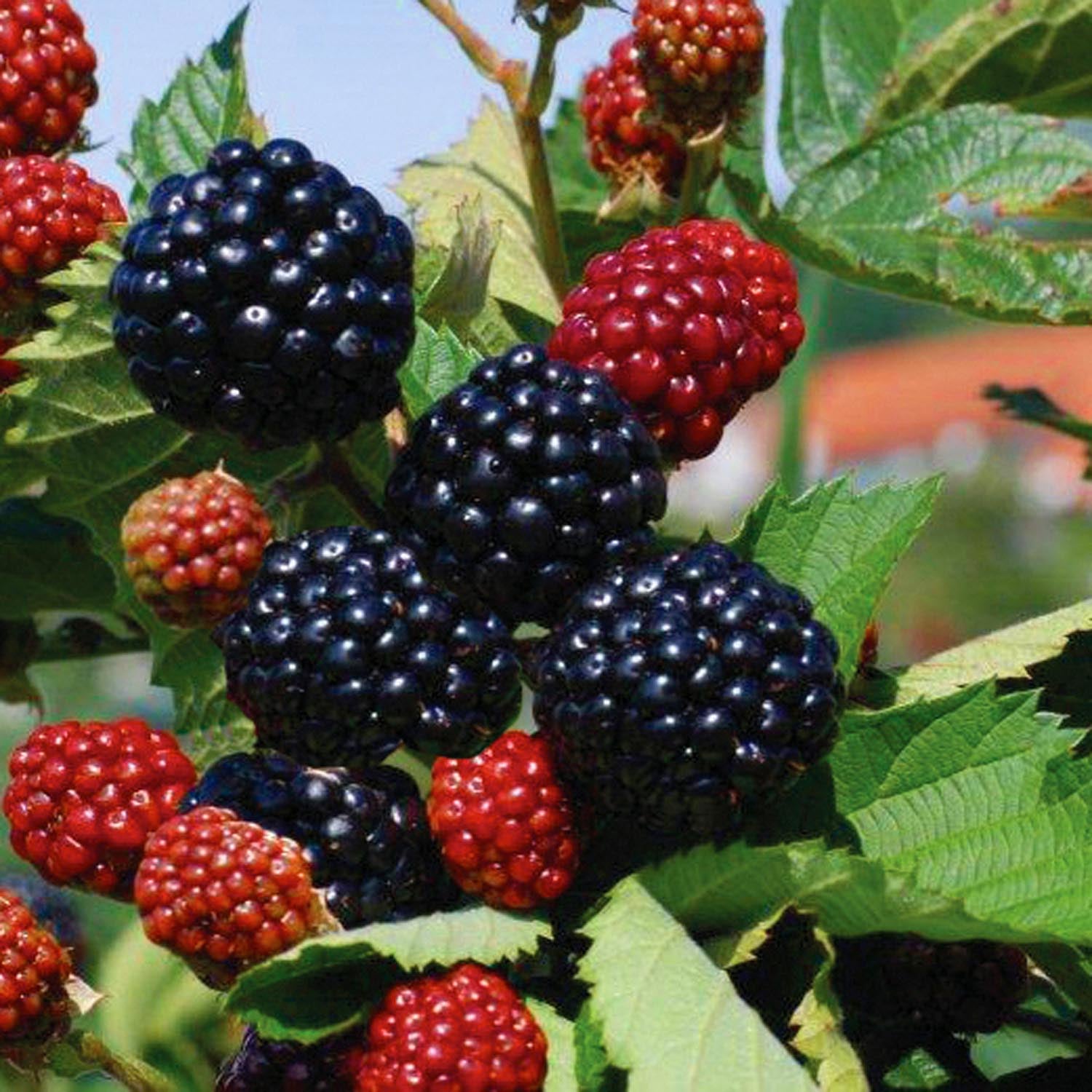 Blackberry Asterina 2Ltr potted plant | Buy Blackberry Plants Online ...