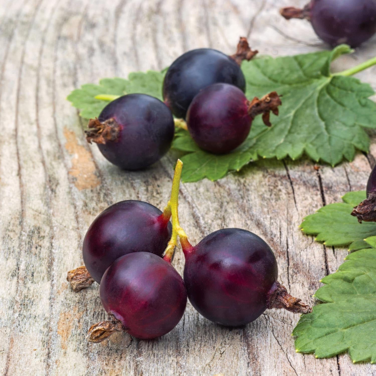 Jostaberry Standard Plant | Marshalls Garden