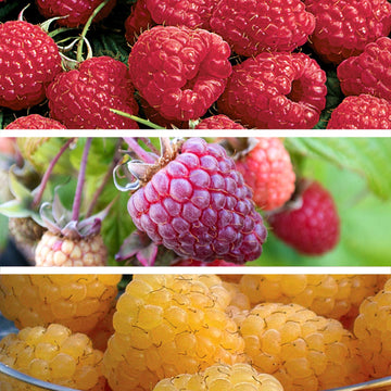 Award Winning Raspberry Collection x6 Canes | Buy Raspberry Canes ...