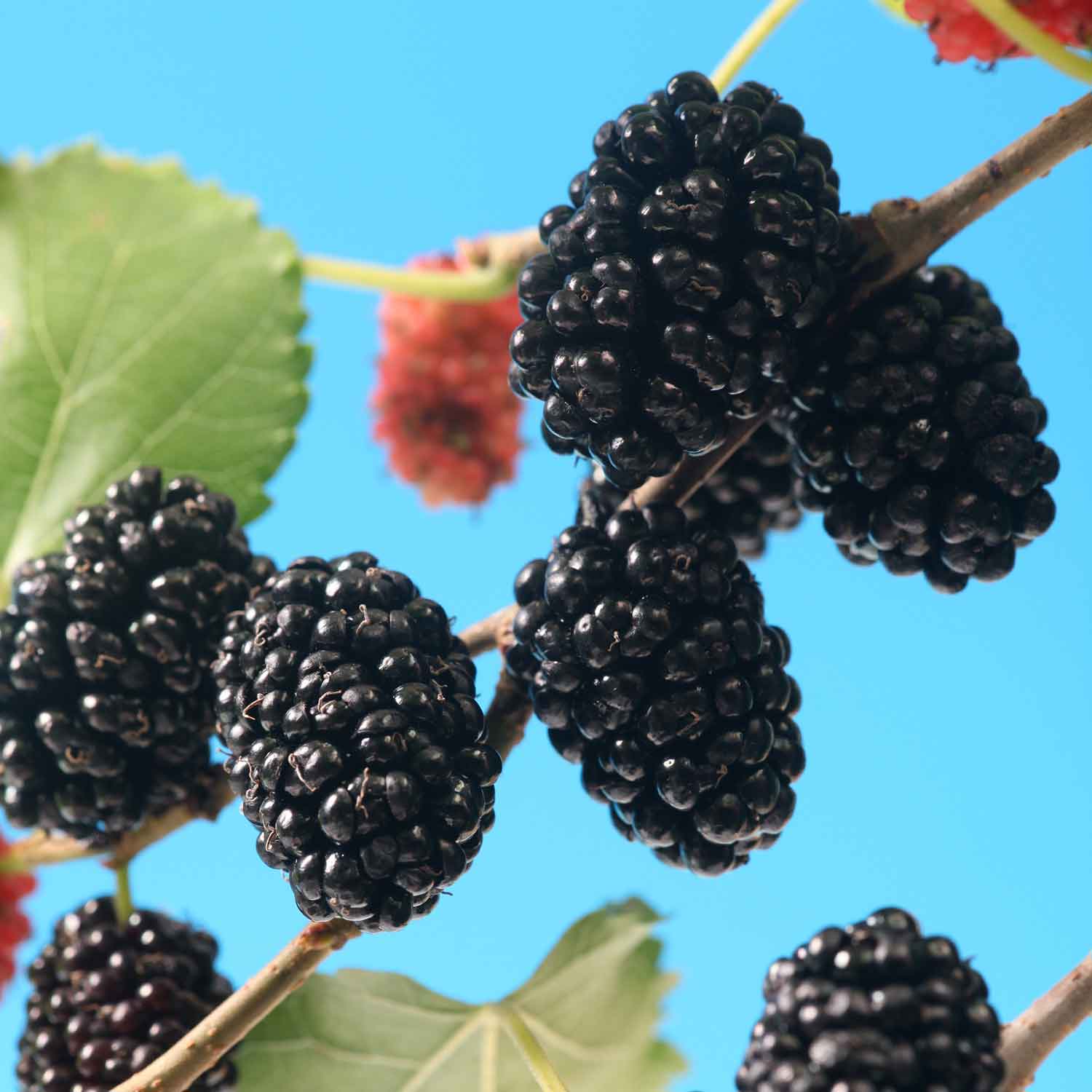 Mulberry Plant 'Mojo Berry | Marshalls Garden