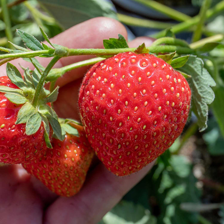 Buy Strawberry Plants Misted Tips - Long Harvest Collection online ...