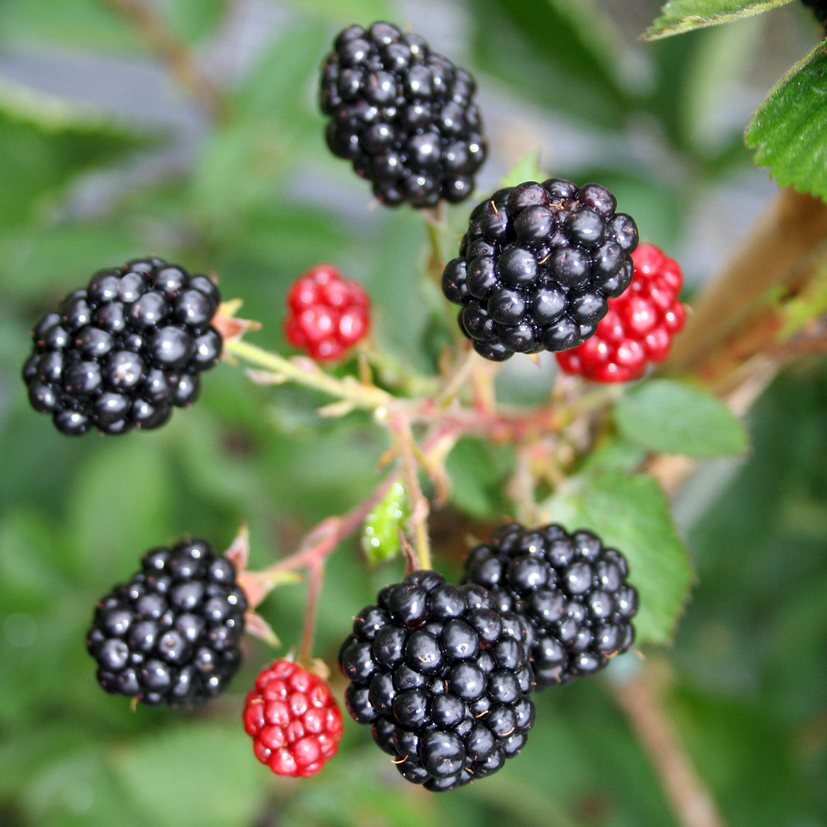 Lowberry® Blackberry 'Little Black Prince' - 9cm Pot | Marshalls Garden