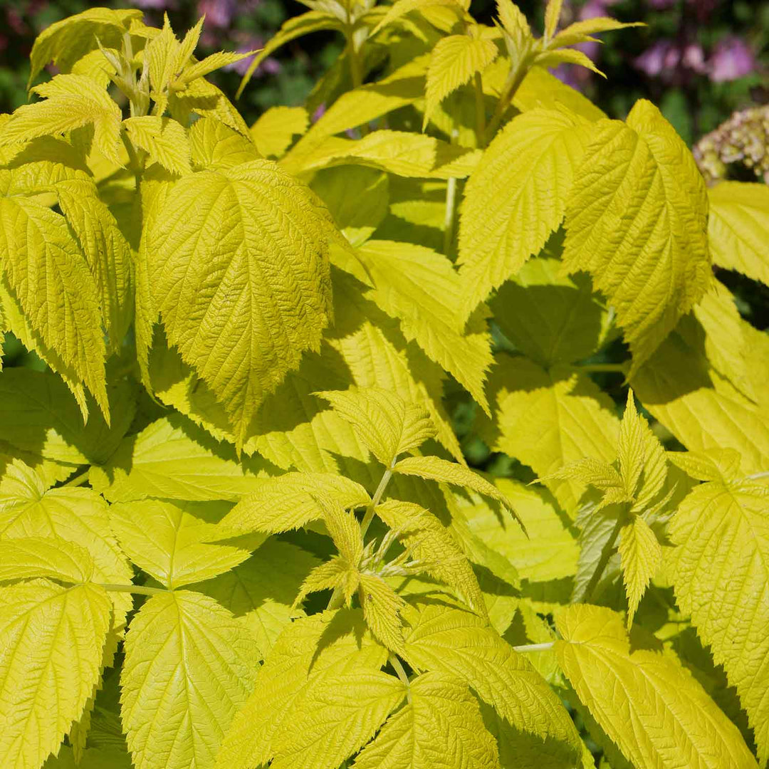 Raspberry 'Groovy' - 3 x 9cm | Buy Raspberry Plants Online | Raspberry ...