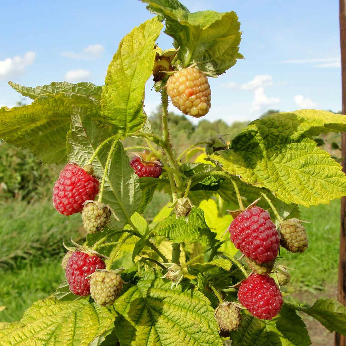 Raspberry 'Groovy' - 3 x 9cm | Buy Raspberry Plants Online | Raspberry ...