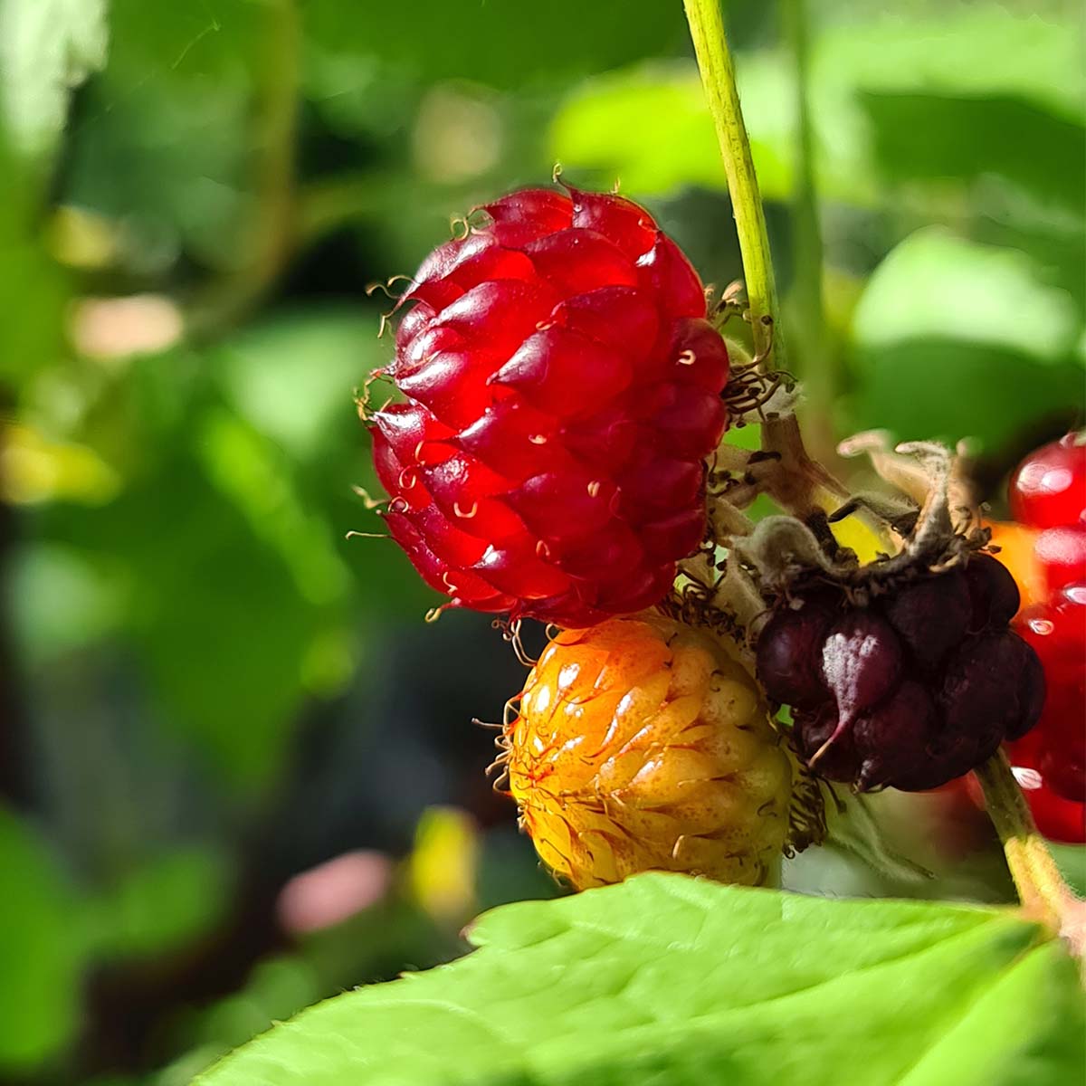 Raspberry 'Raspbeary' - 3L Tree – Marshalls Garden