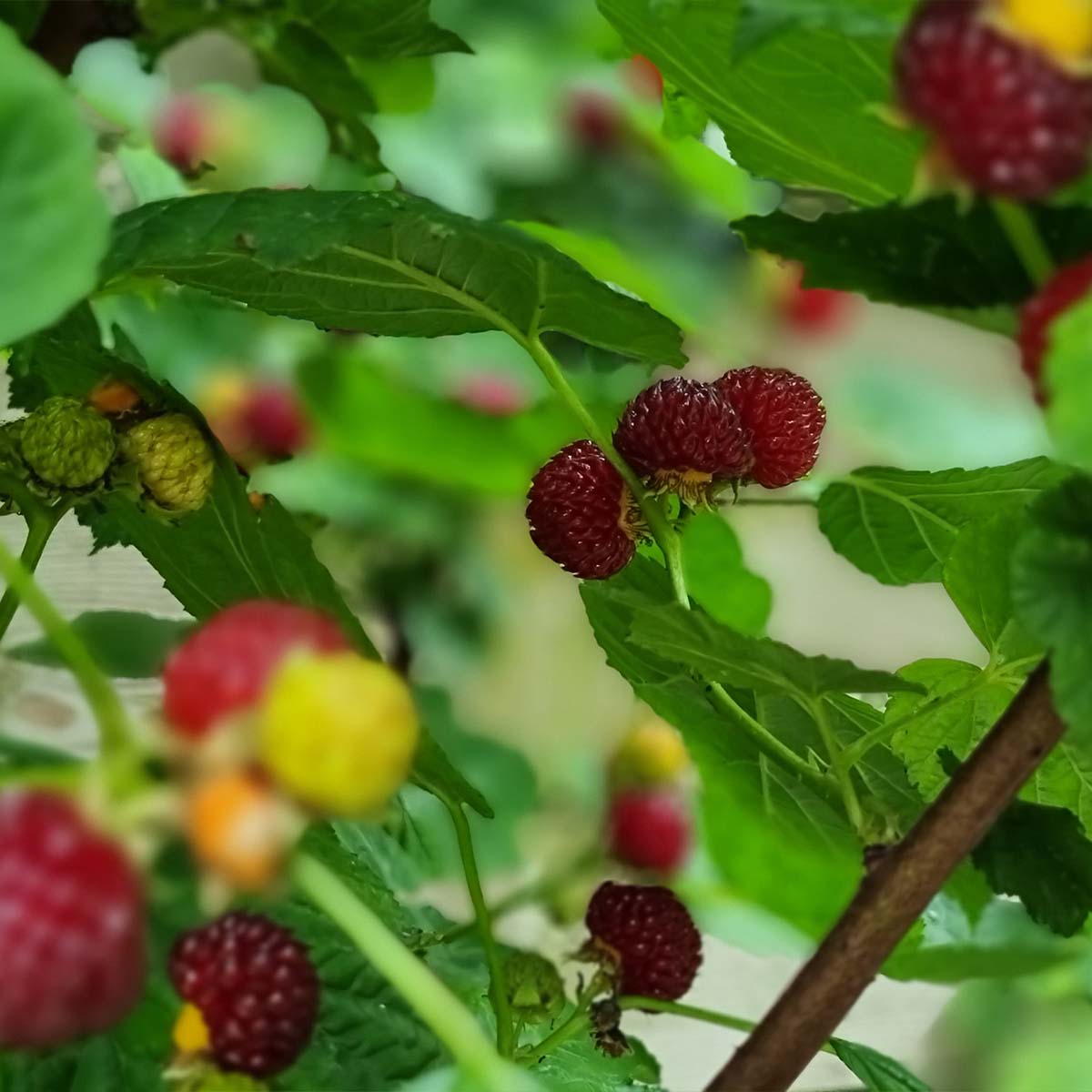 Raspberry 'Raspbeary' - 3L Tree | Buy Raspberry Plants Online ...