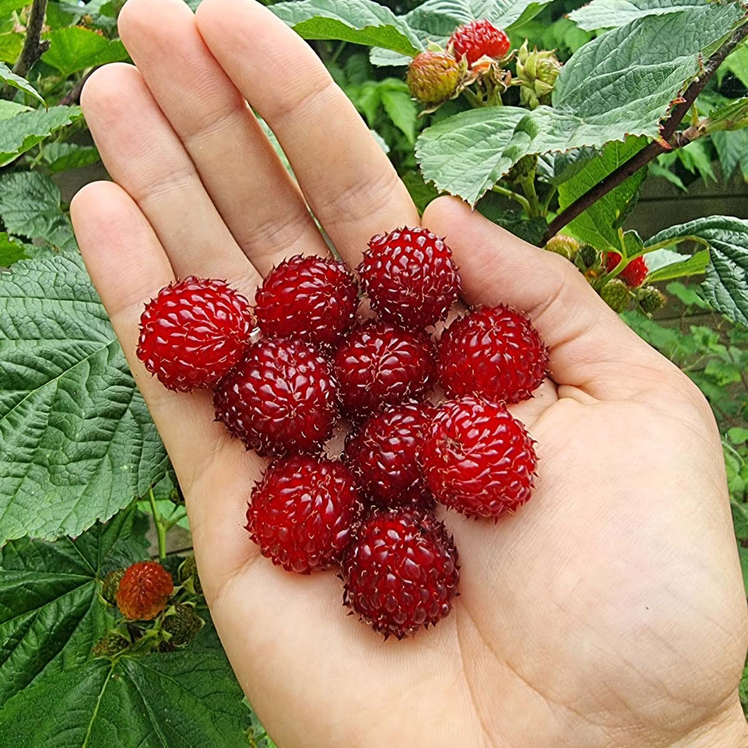 Raspberry 'Raspbeary' - 3L Tree – Marshalls Garden