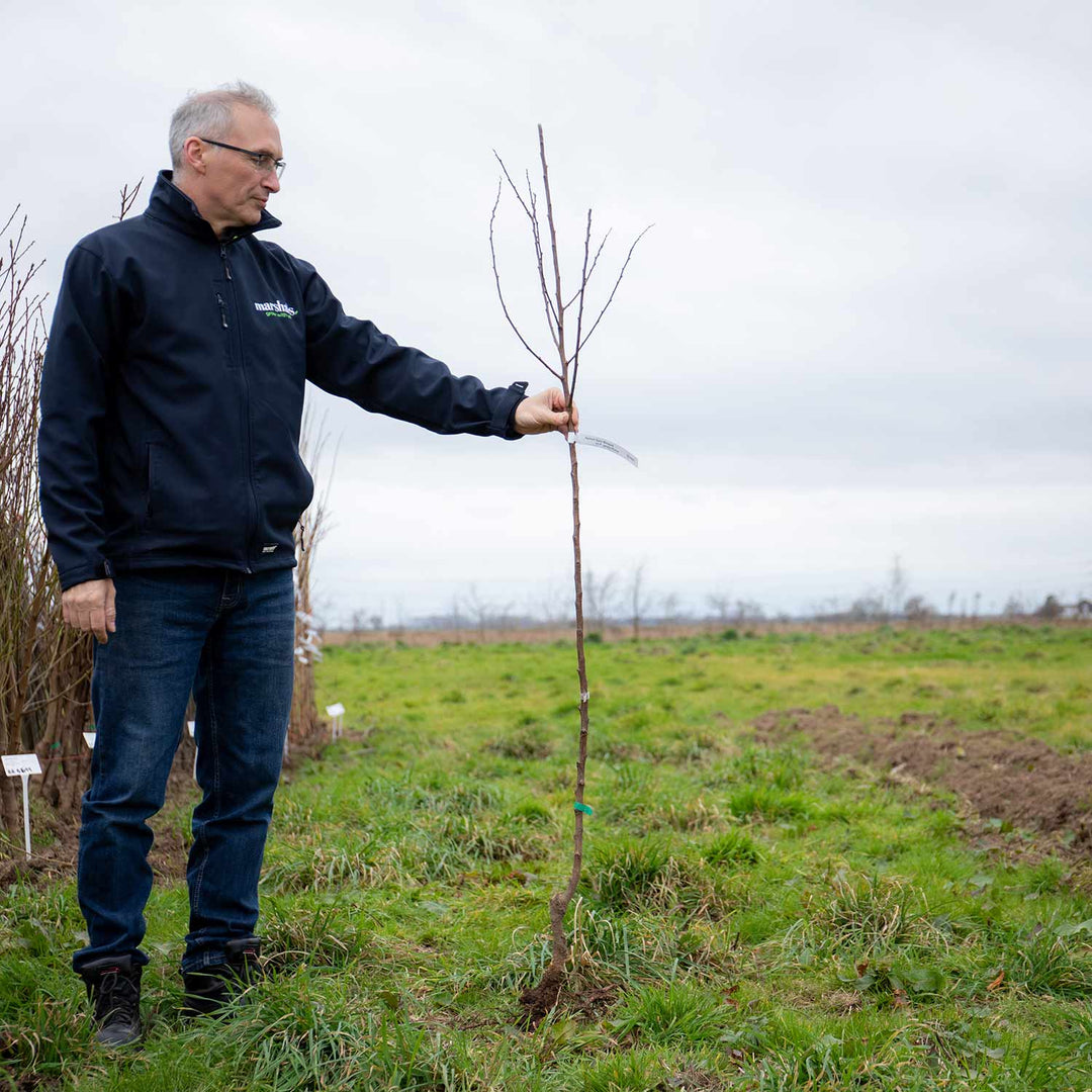 Apricot Moorpark Tree | Buy Apricot Trees Online | Apricot Trees for ...