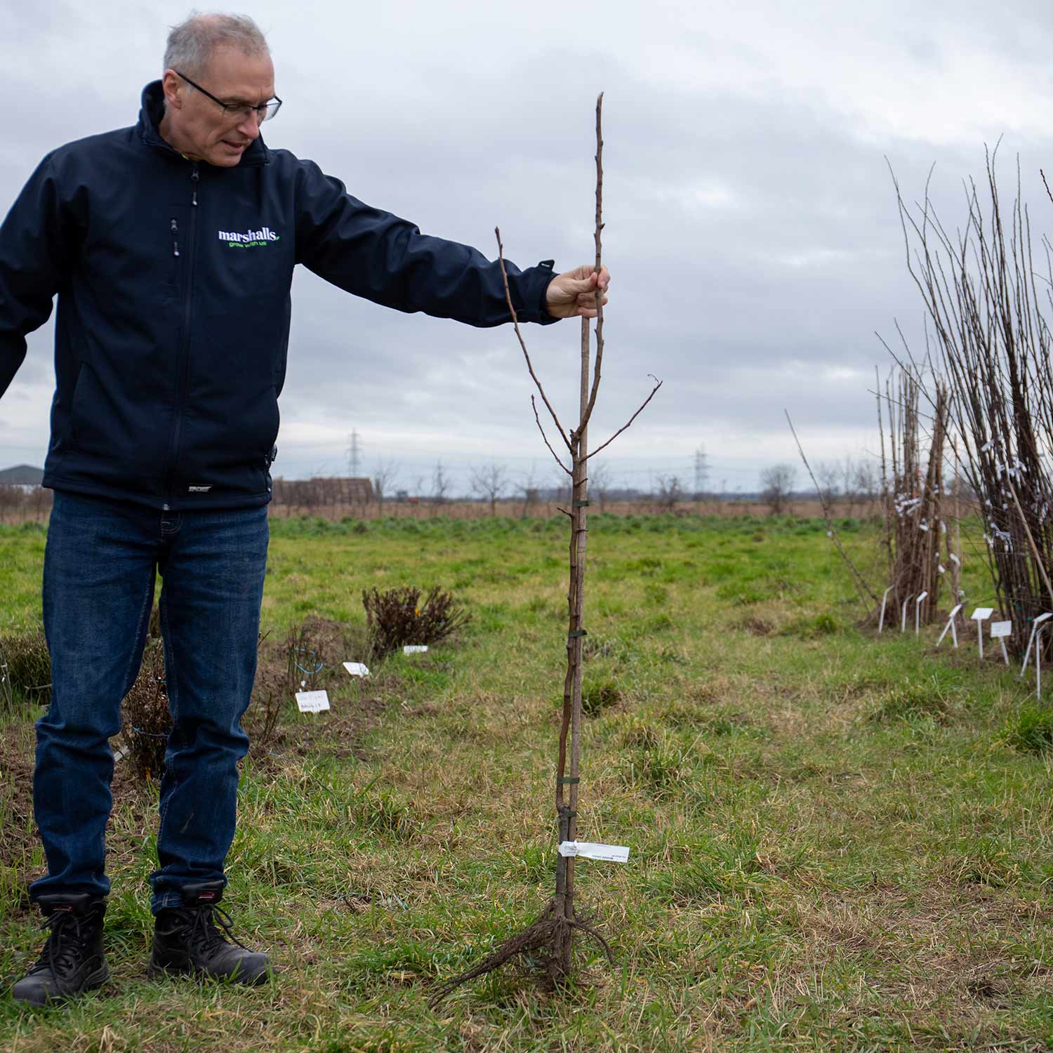 Pear Tree 'Williams Bon Chretien' | Buy Pear Trees Online | Fruit Trees ...