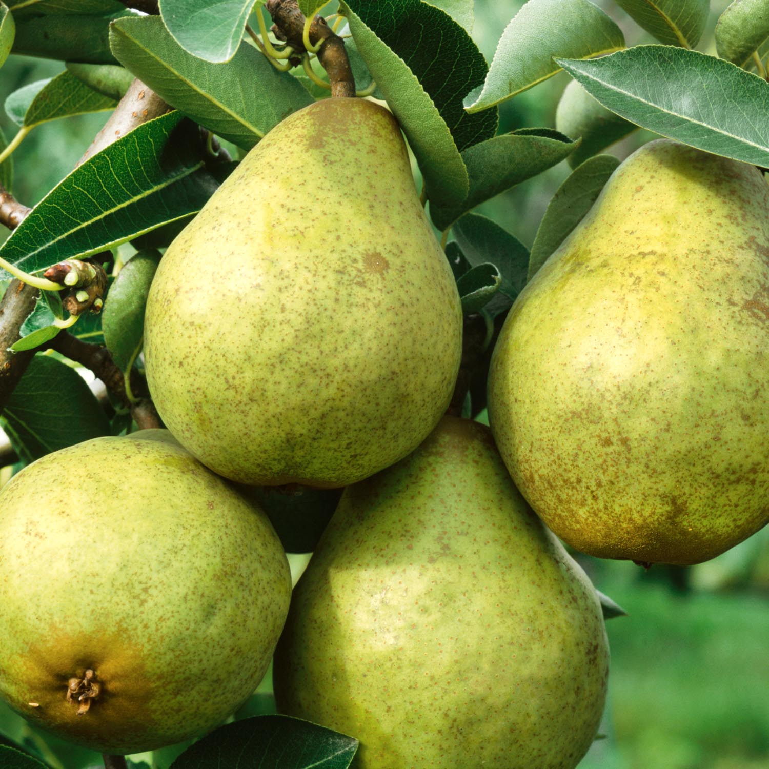 Pear Tree 'Williams Bon Chretien' | Marshalls Garden