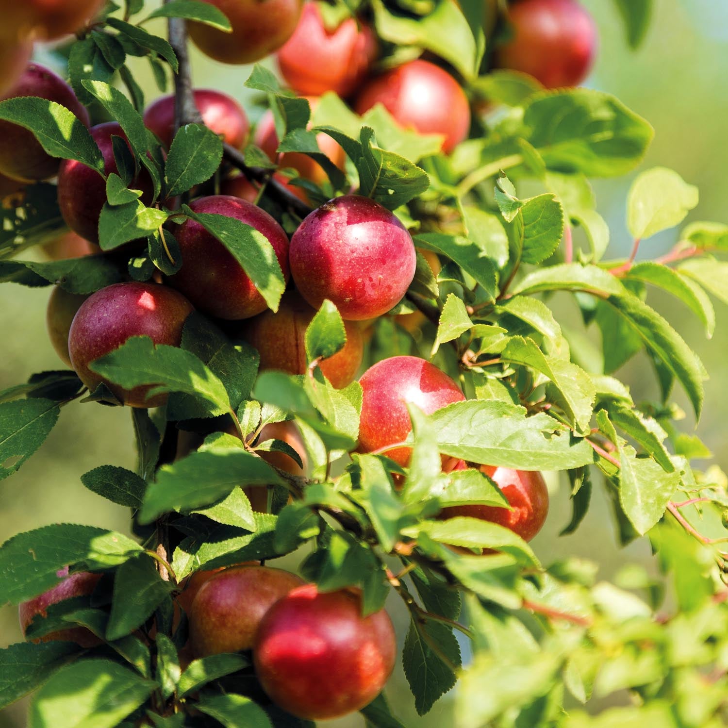 Plum Tree 'Lizzie' | Marshalls Garden