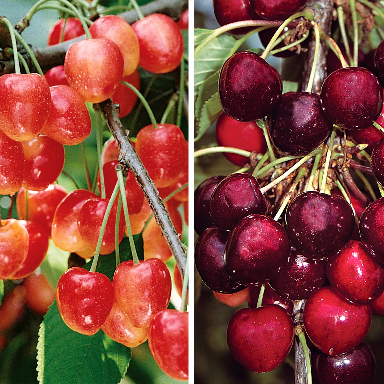 Cherry Twin Tree 'Napolean Bigarreau & Variks Black' | Marshalls Garden