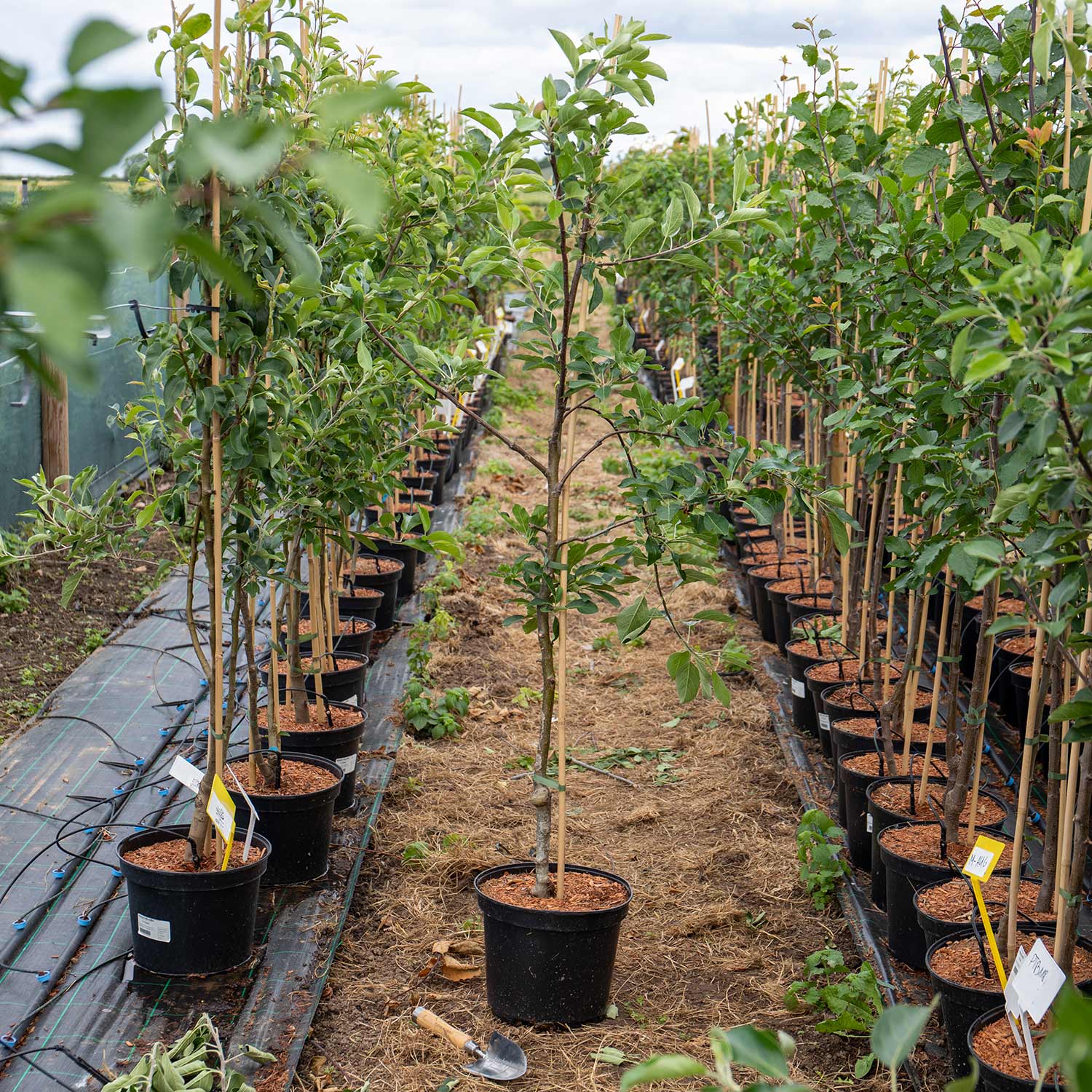 Apple Fiesta - 10Ltr Potted Tree | Buy Apple Trees Online | Apple Trees ...