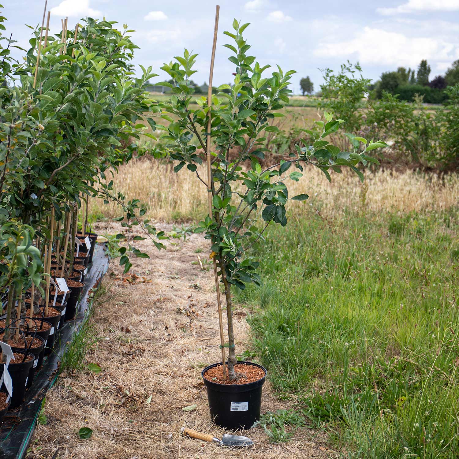 Apple Tree 'Grenadier' | Buy Apple Trees Online | Fruit Trees for Sale ...