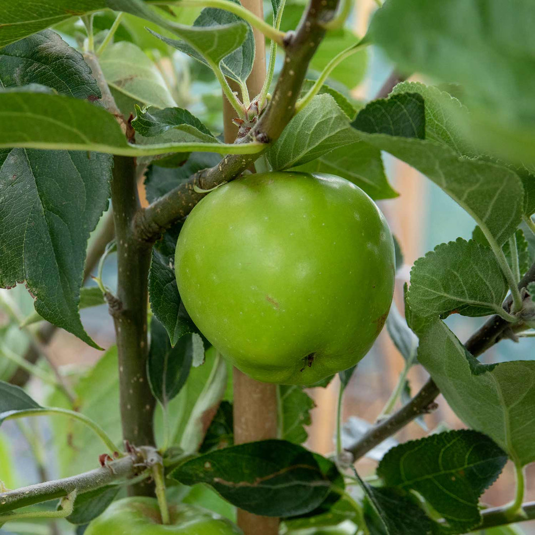 Buy Little Pax Apple - 10L Tree Online | Marshalls – Marshalls Garden