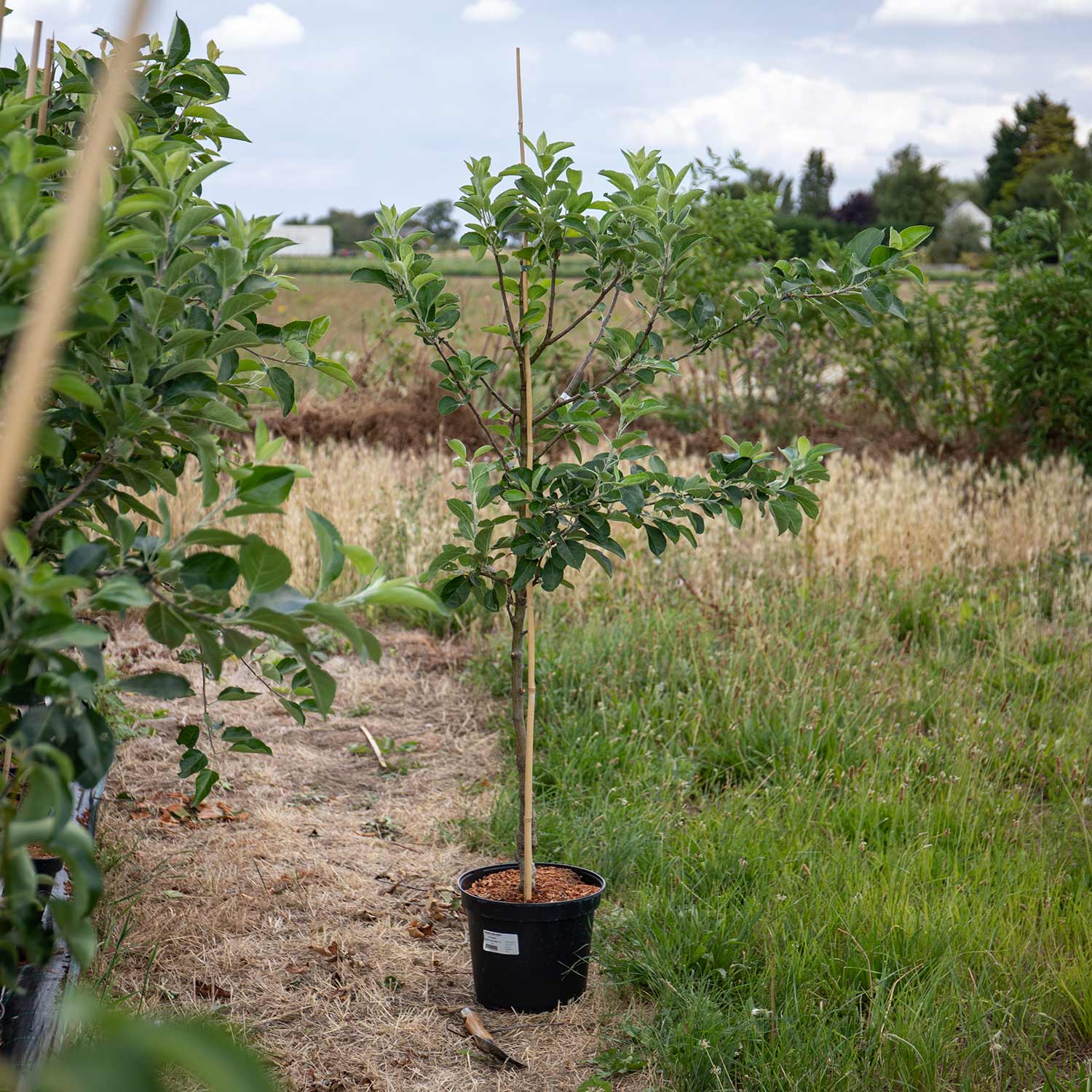 Buy Little Pax Apple - 10L Tree Online | Marshalls – Marshalls Garden