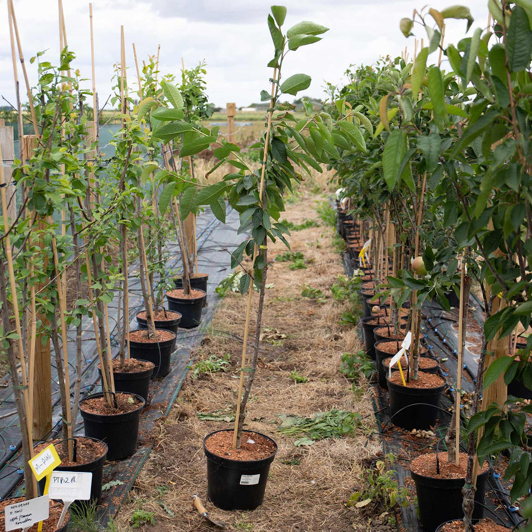 Cherry White Heart - 10Ltr Potted Tree | Buy Cherry Tree Online ...