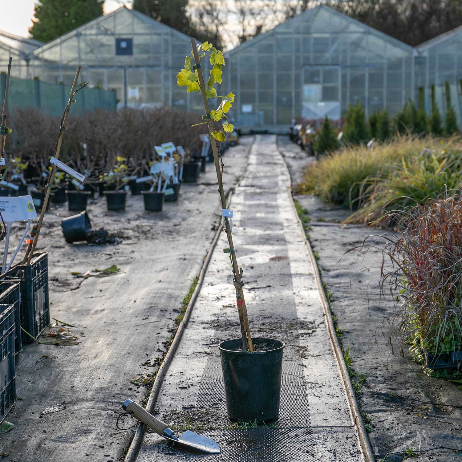 Grape Vine 'Regent' - 3ltr Potted Plant | Buy Grape Plants Online ...