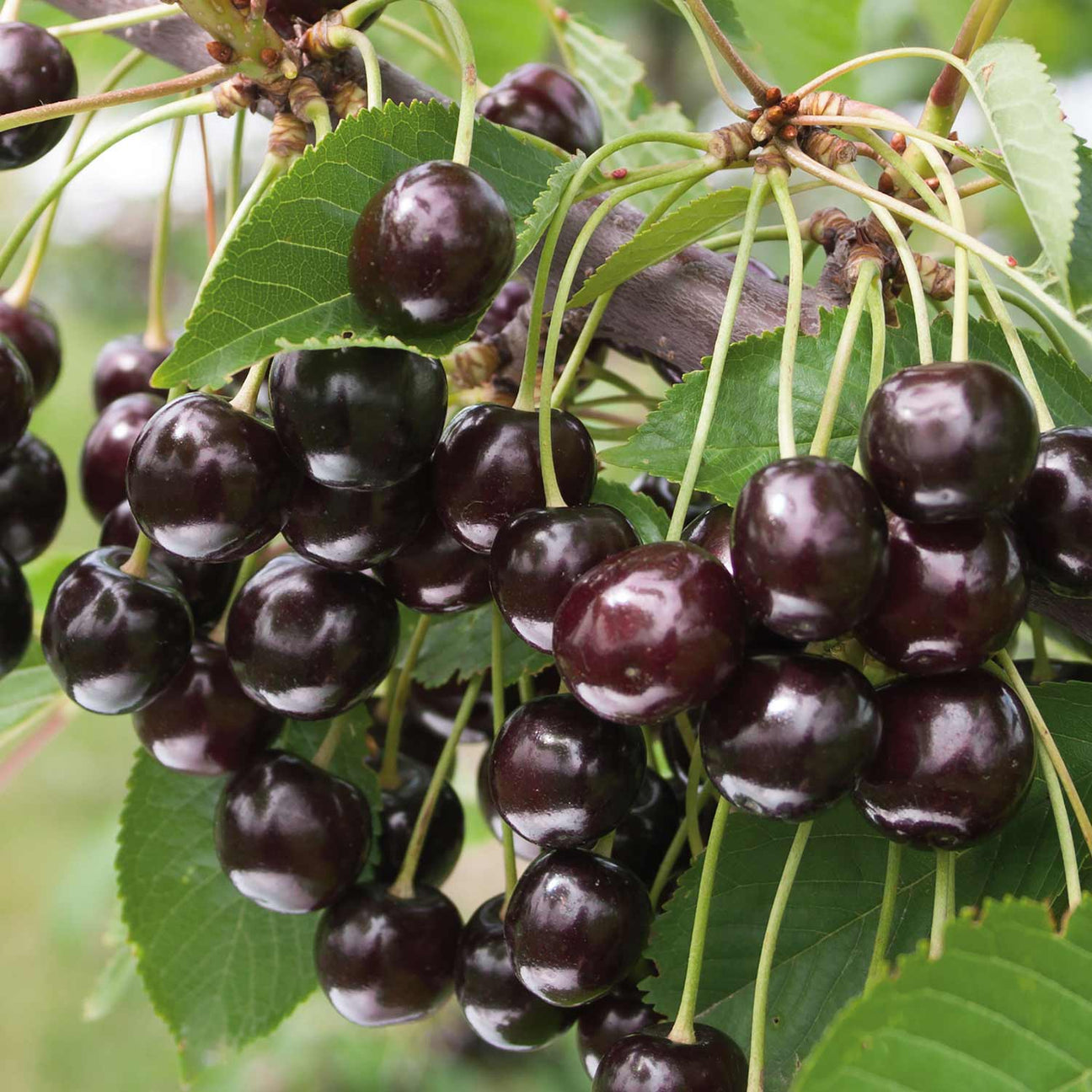 Cherry Bush 'Athos' | Buy Cherry Trees Online | Fruit Trees for Sale ...