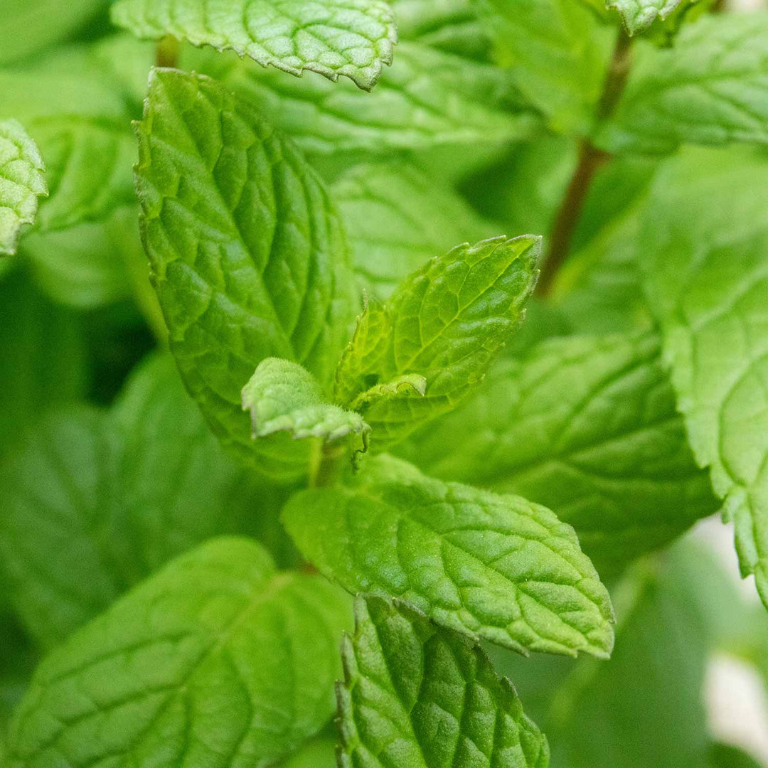 Buy Mint Spearmint 1 Ltr Plant Online | Marshalls – Marshalls Garden