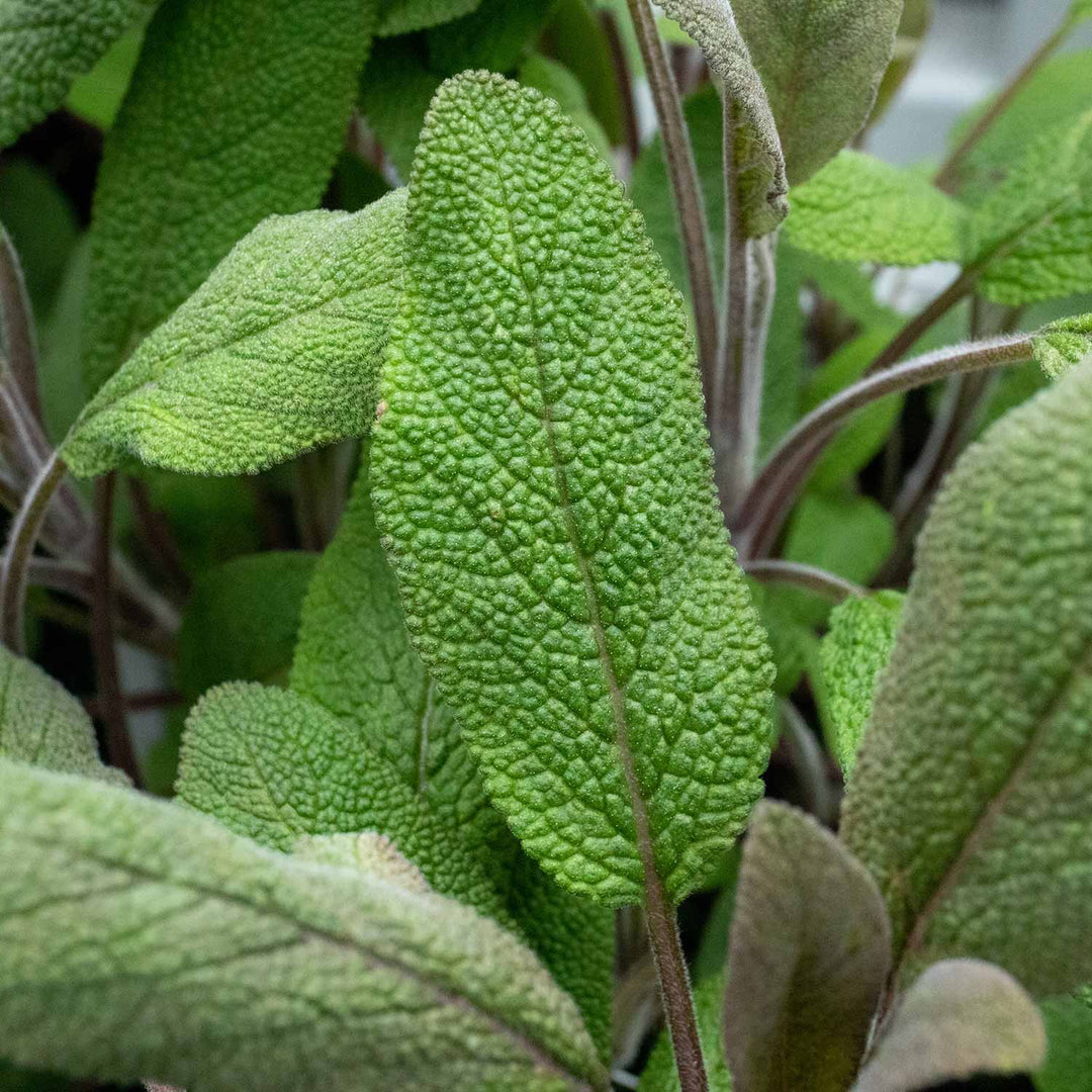 Buy Purple Sage 13cm Plant Online | Marshalls – Marshalls Garden