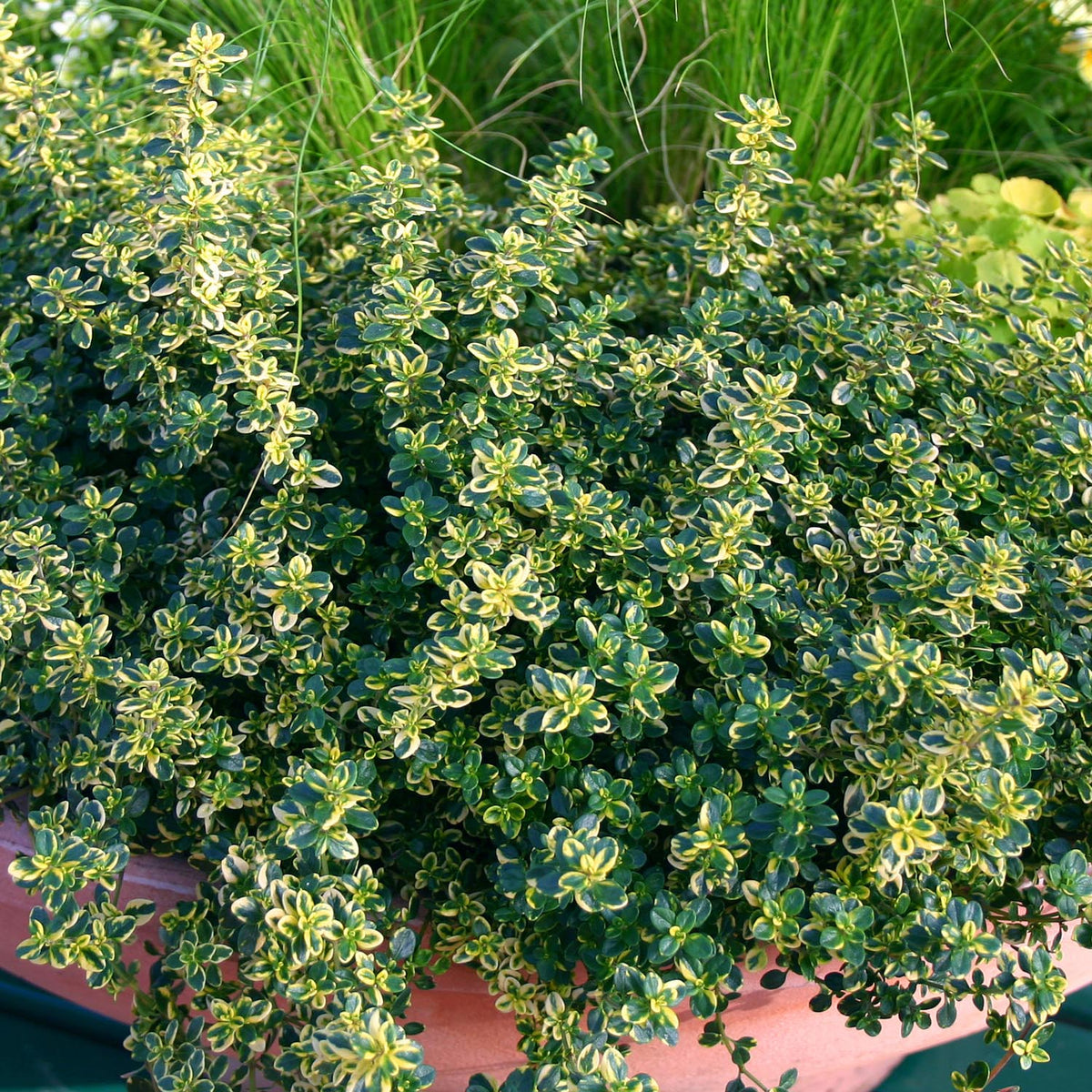 Thyme Plant 'Lemon Variegated Thymus Citridorus Aureus' | Buy Thyme ...