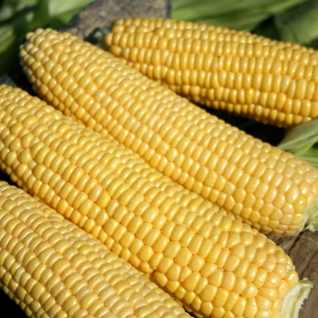 Sweetcorn 'Swift' - 12 Plants | Buy Sweetcorn Seeds Online | Sweetcorn ...