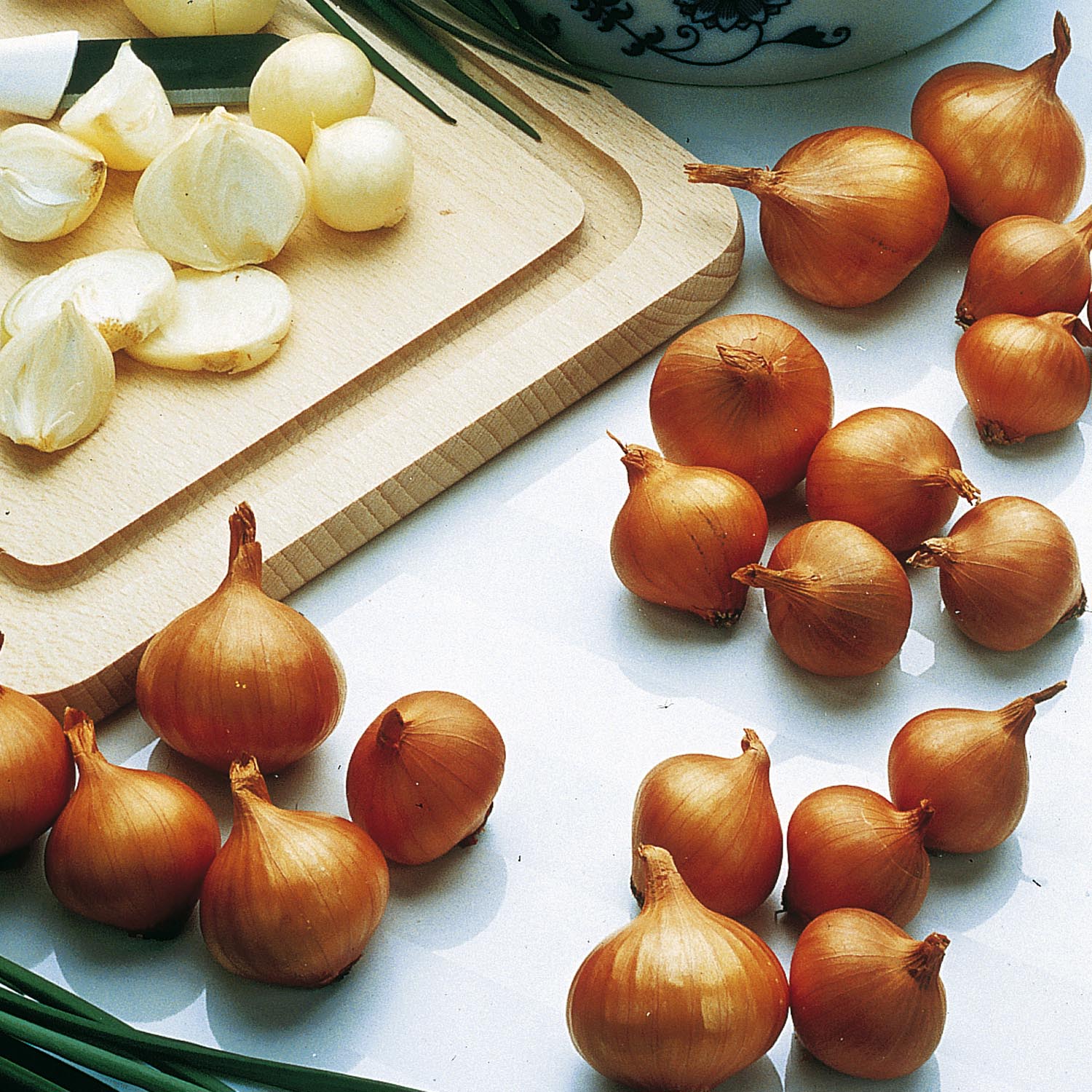 Shallot Plant 'Matador' | Marshalls Garden