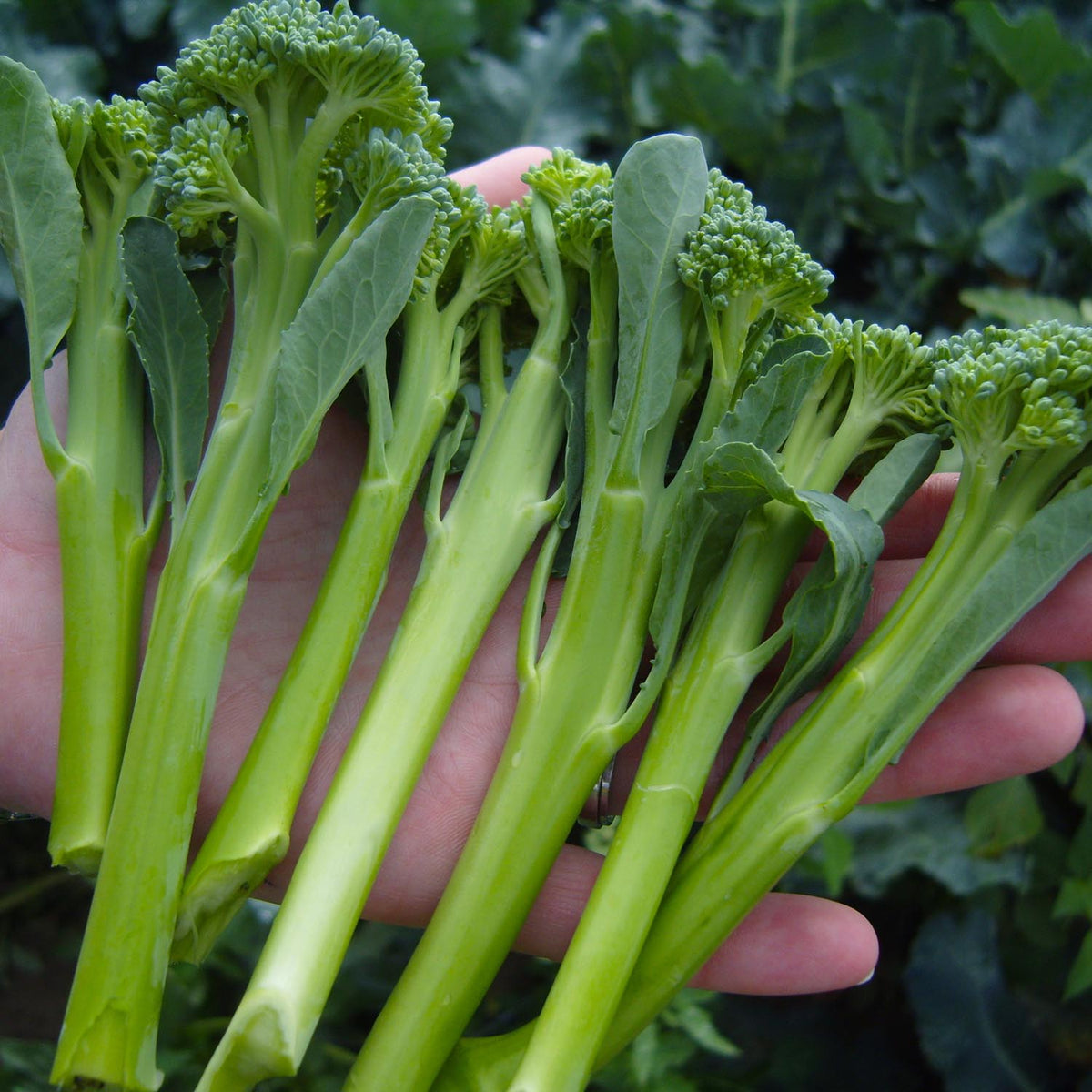 Buy Brokali Columbia 16 Seedlings Online | Marshalls – Marshalls Garden