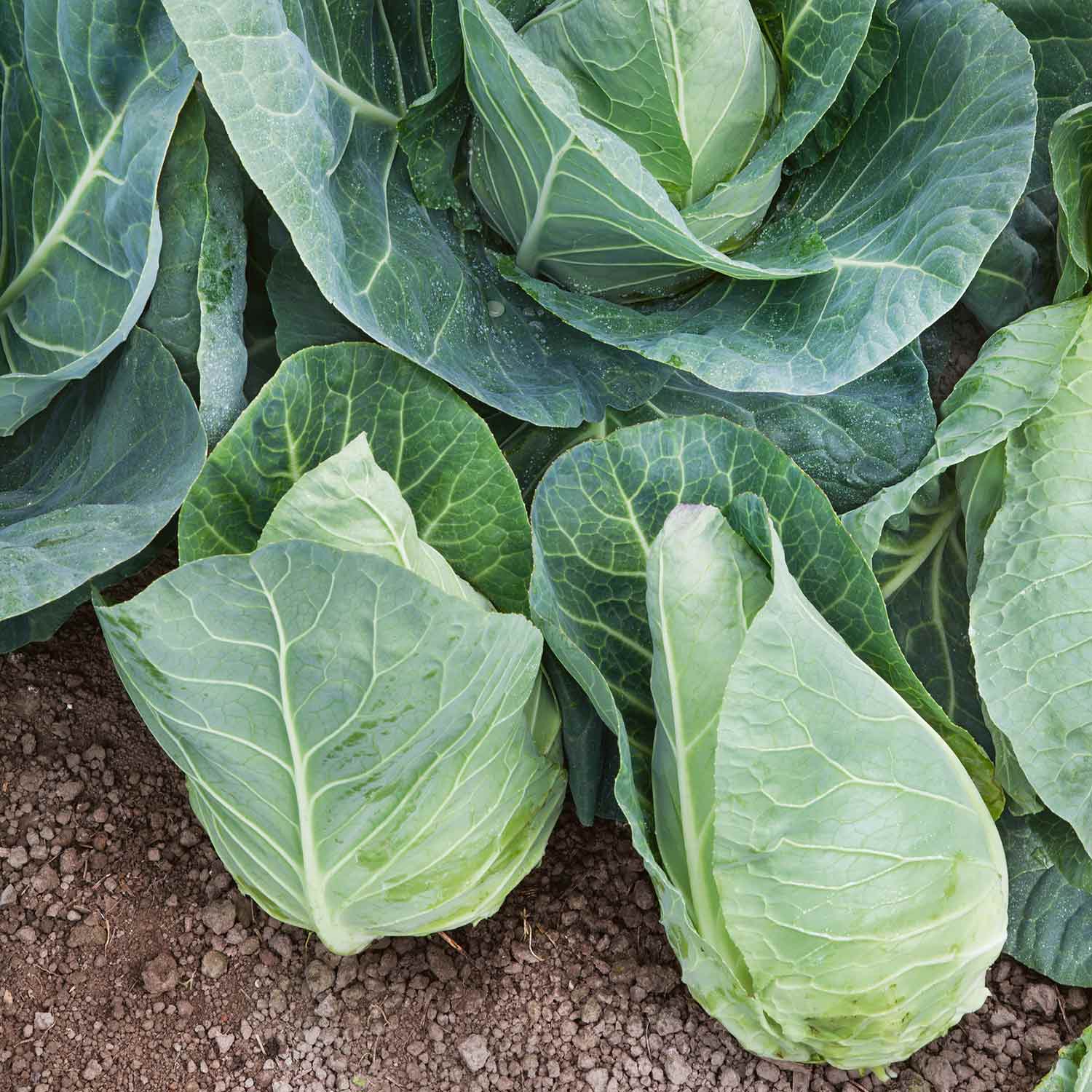 Cabbage Plant 'Dutchman Pointed Green' | Marshalls Garden