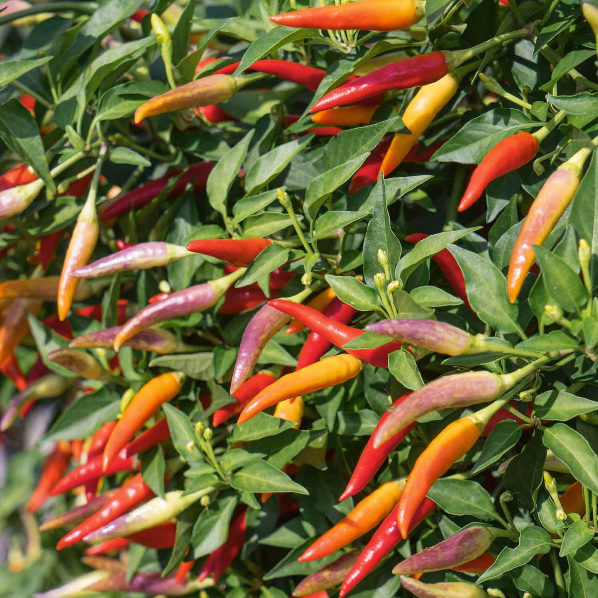 Chilli 'Basket of Fire' Plants - Late May Despatch | Buy Chilli Plants ...