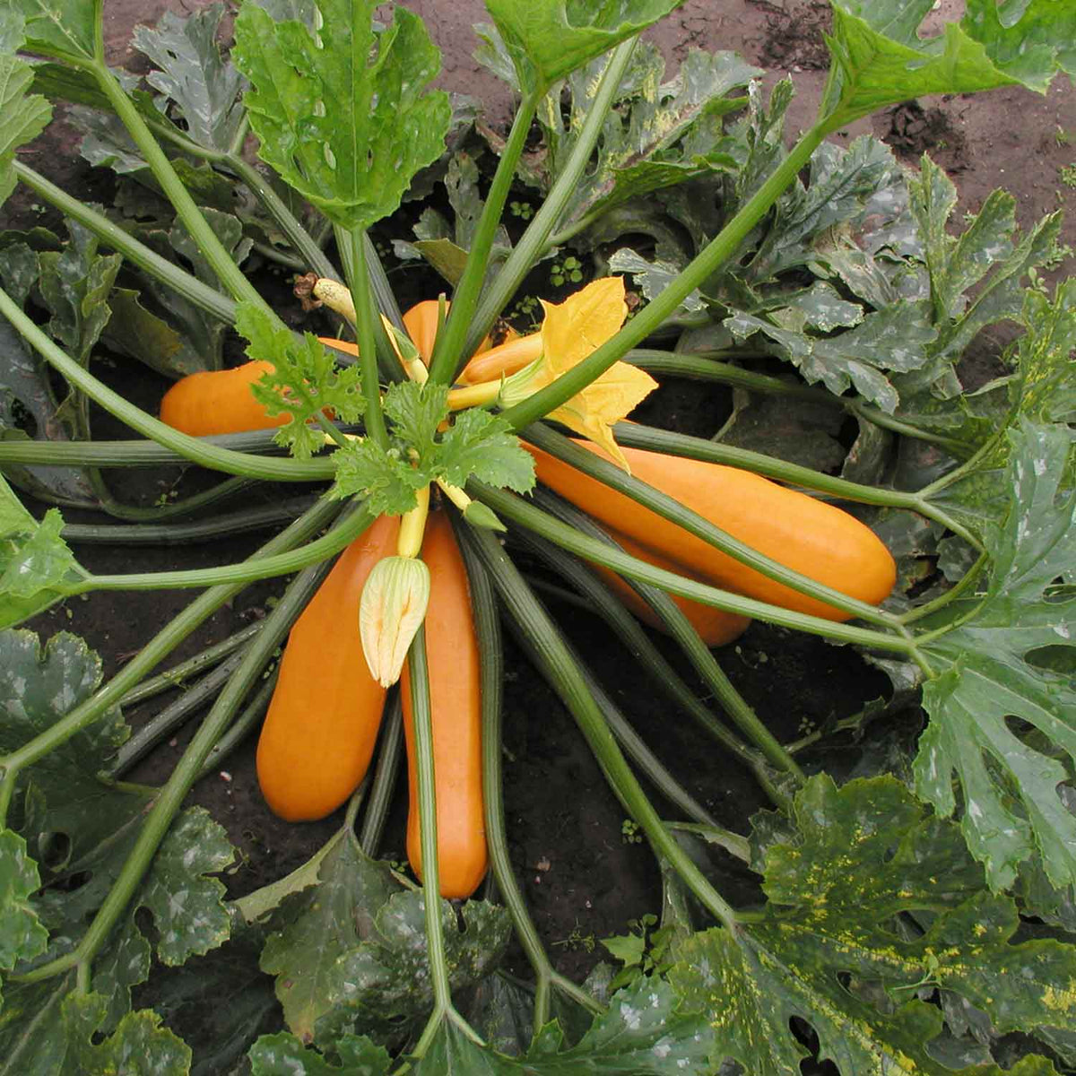 Courgette Plant 'Goldline'| Buy Courgette Plants Online | Courgette ...